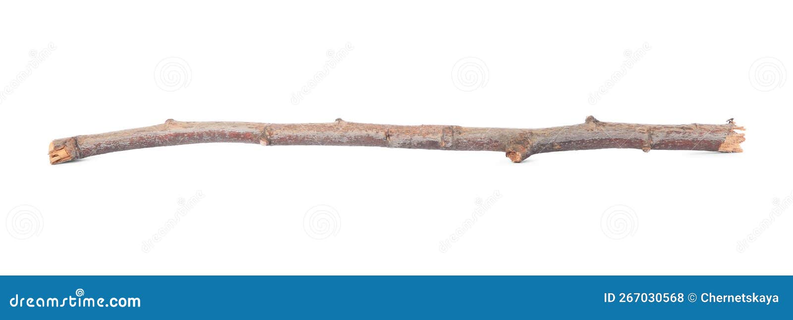 One Dry Tree Twig Isolated on White Stock Photo - Image of natural ...