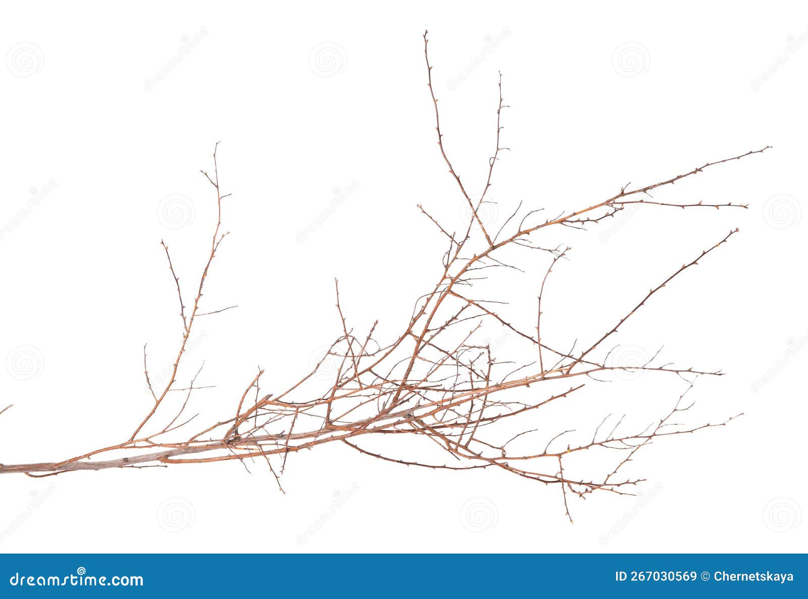 One Dry Tree Twig Isolated on White Stock Image - Image of piece, bough ...