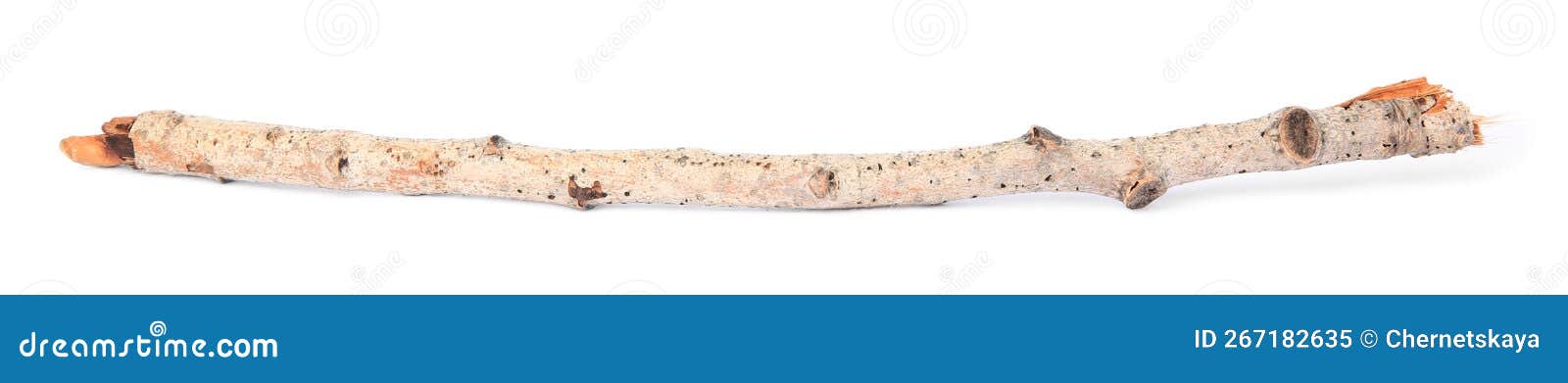 One Dry Tree Twig Isolated on White Stock Image - Image of biology ...