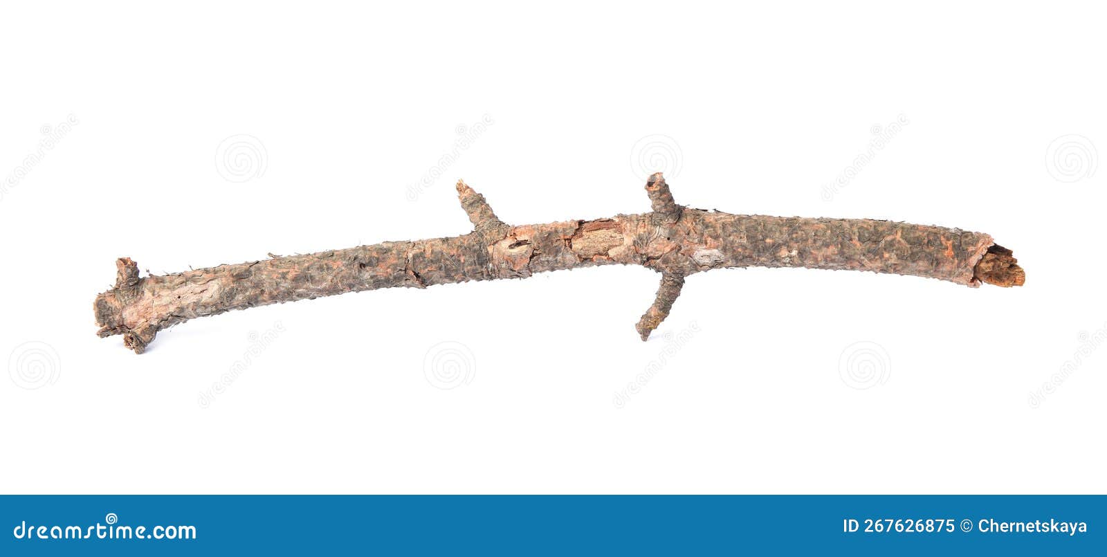 One Dry Tree Twig Isolated on White Stock Image - Image of bough, flora ...