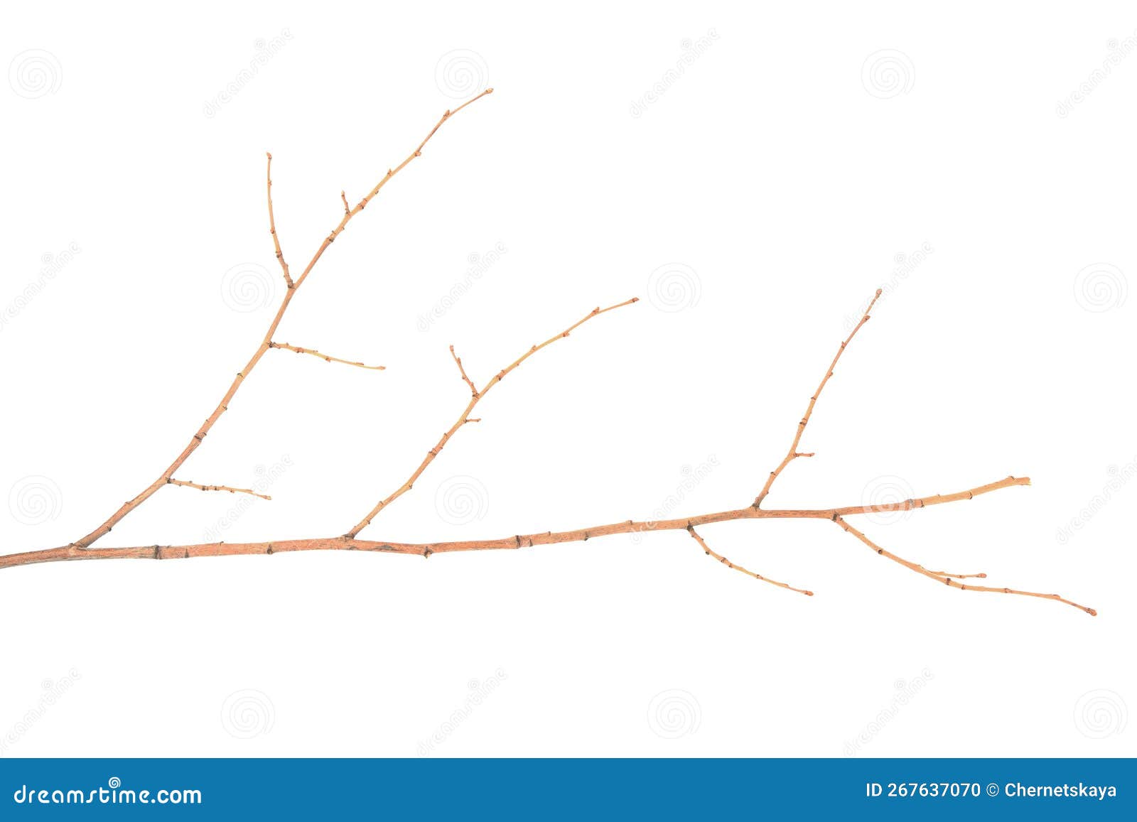 One Dry Tree Twig Isolated on White Stock Photo - Image of botany ...