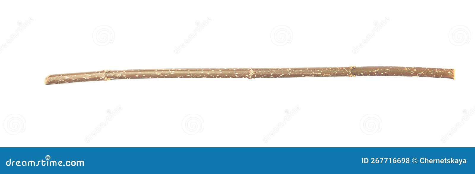 One Dry Tree Twig Isolated on White Stock Photo - Image of flora ...