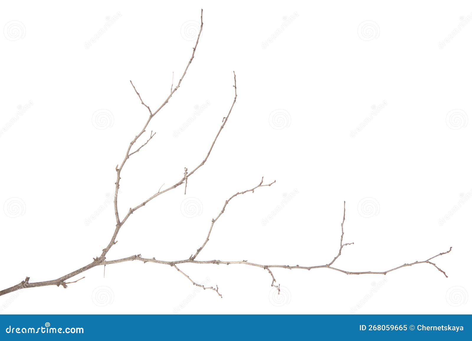 One Dry Tree Twig Isolated on White Stock Image - Image of fire, bark ...
