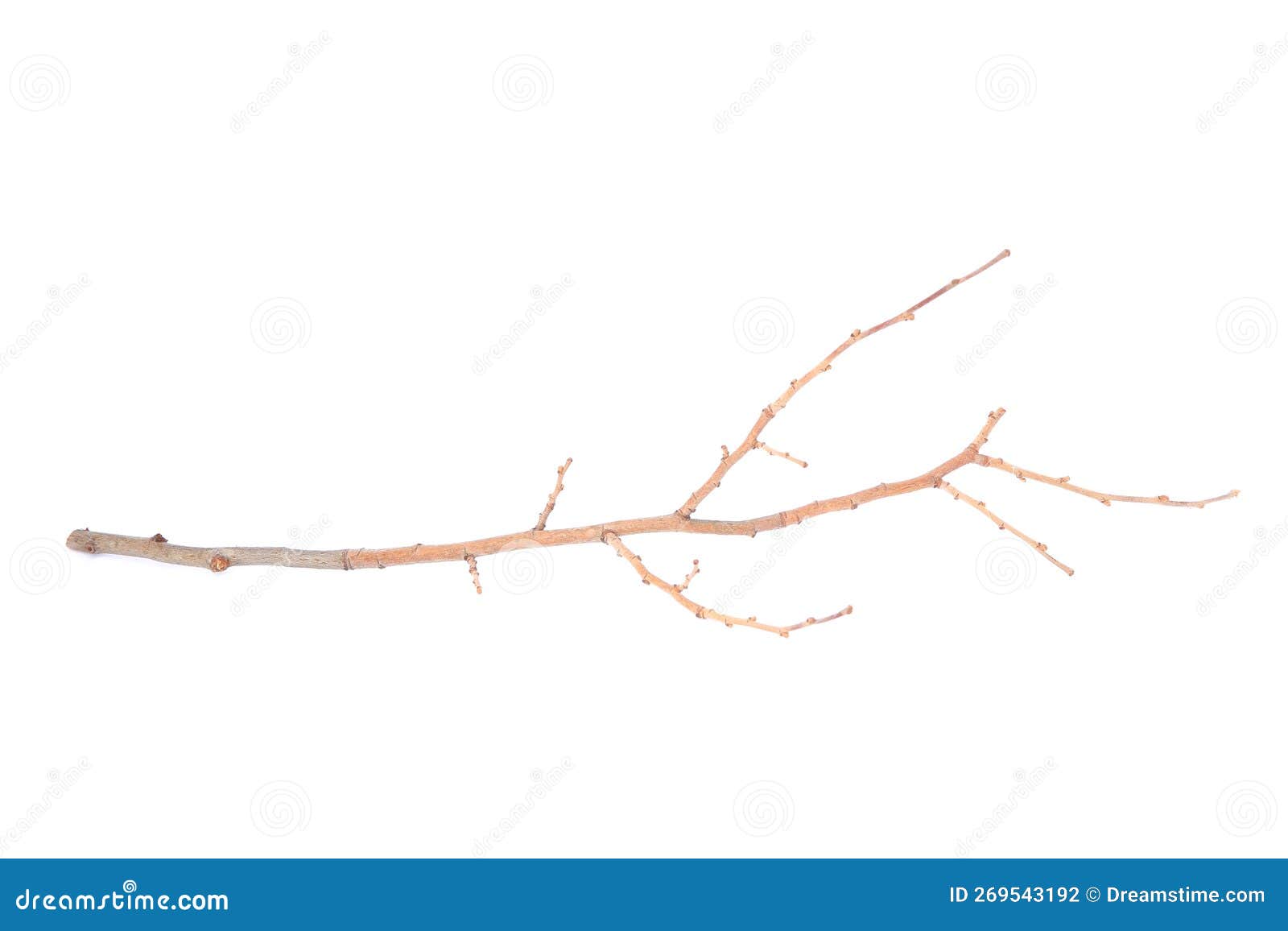 One Dry Tree Twig Isolated on White Stock Photo - Image of botanic ...