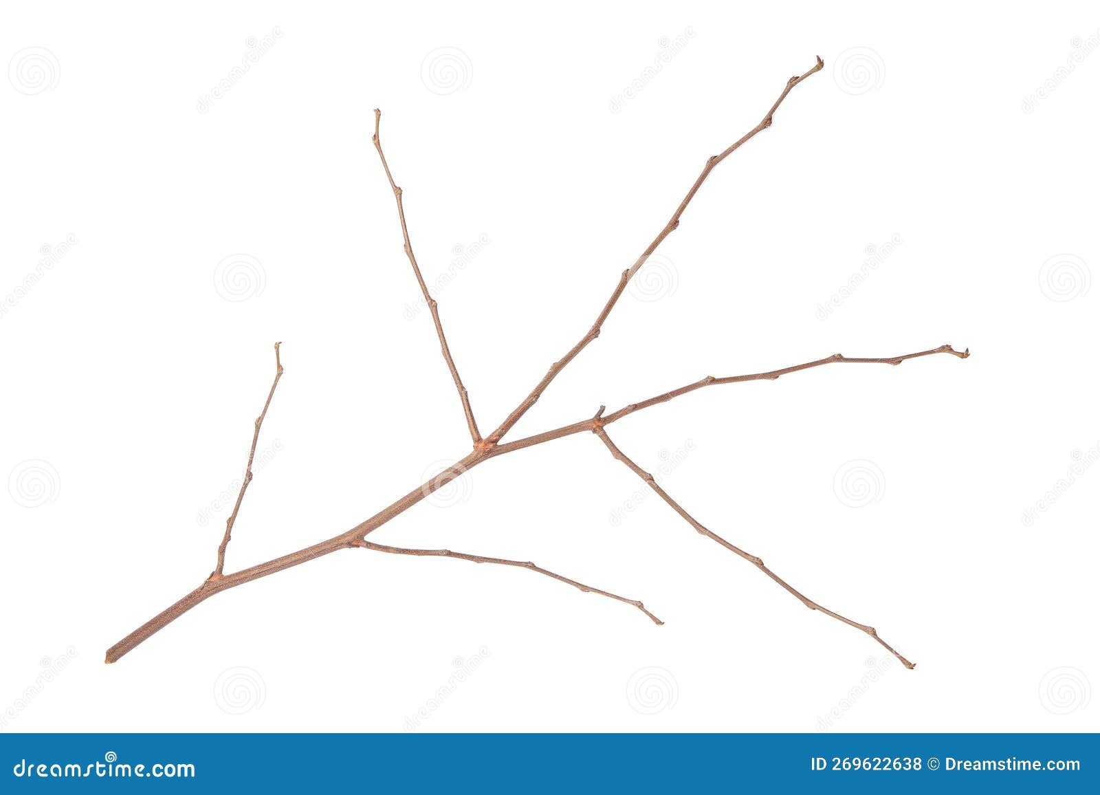One Dry Tree Twig Isolated on White Stock Photo - Image of campfire ...