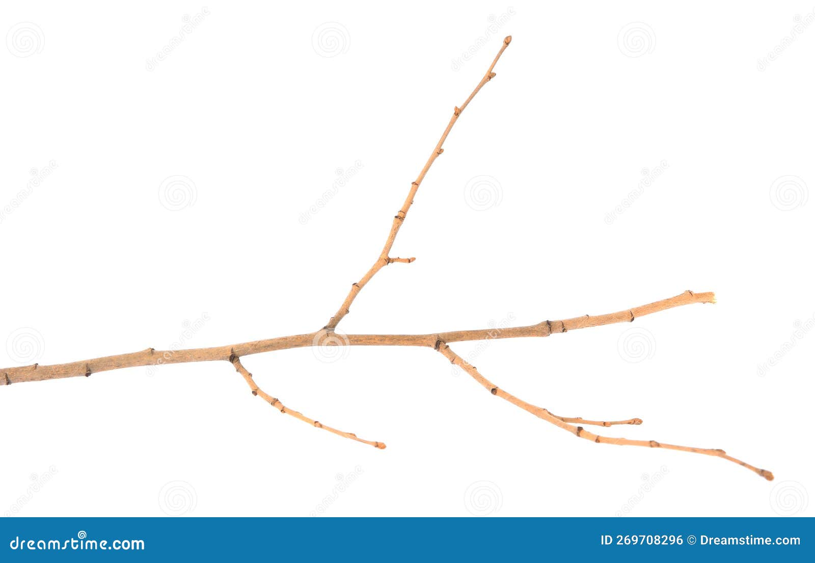 One Dry Tree Twig Isolated on White Stock Photo - Image of bark ...