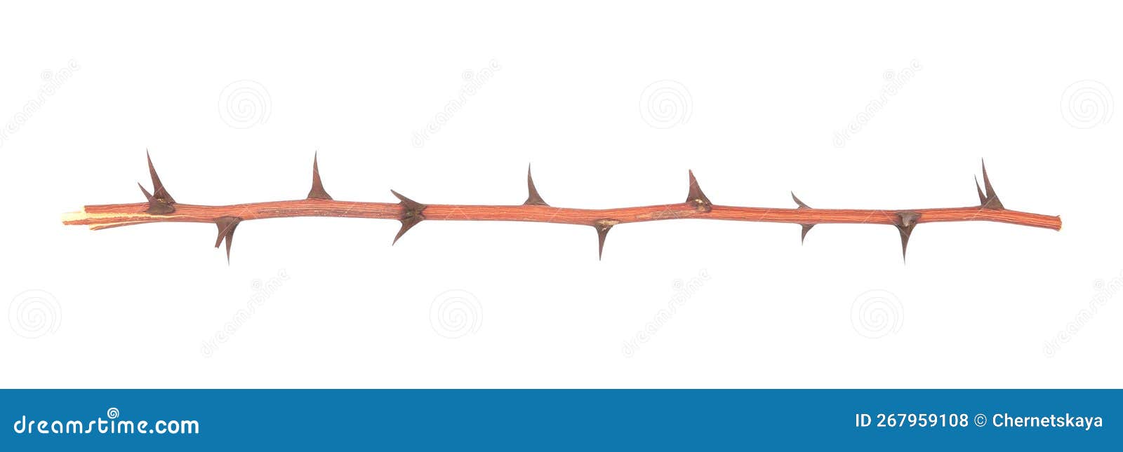 One Dry Tree Twig with Thorns Isolated on White Stock Photo - Image of ...