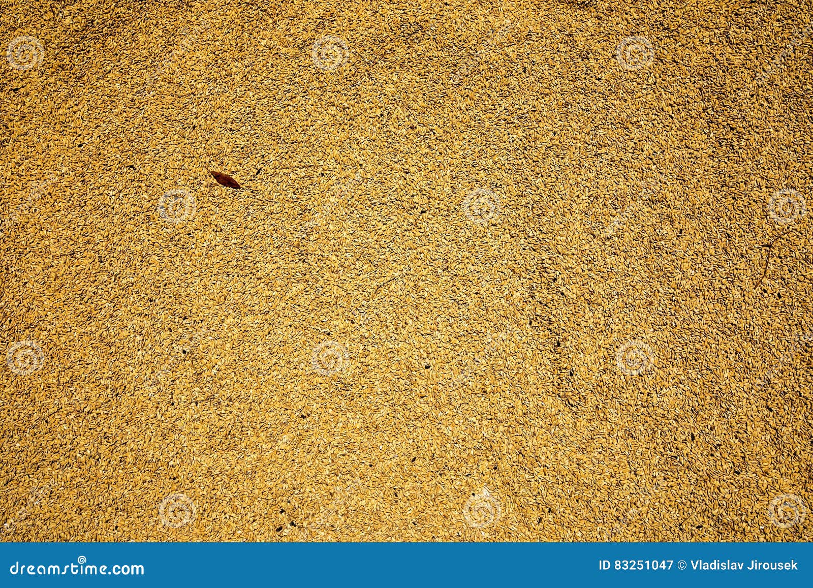 One Drying Rice in the Sun, Madagascar Stock Image - Image of travel ...