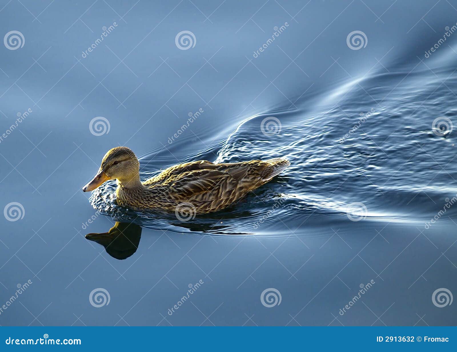 11,789 Duck Leaves Stock Photos - Free & Royalty-Free Stock Photos from ...