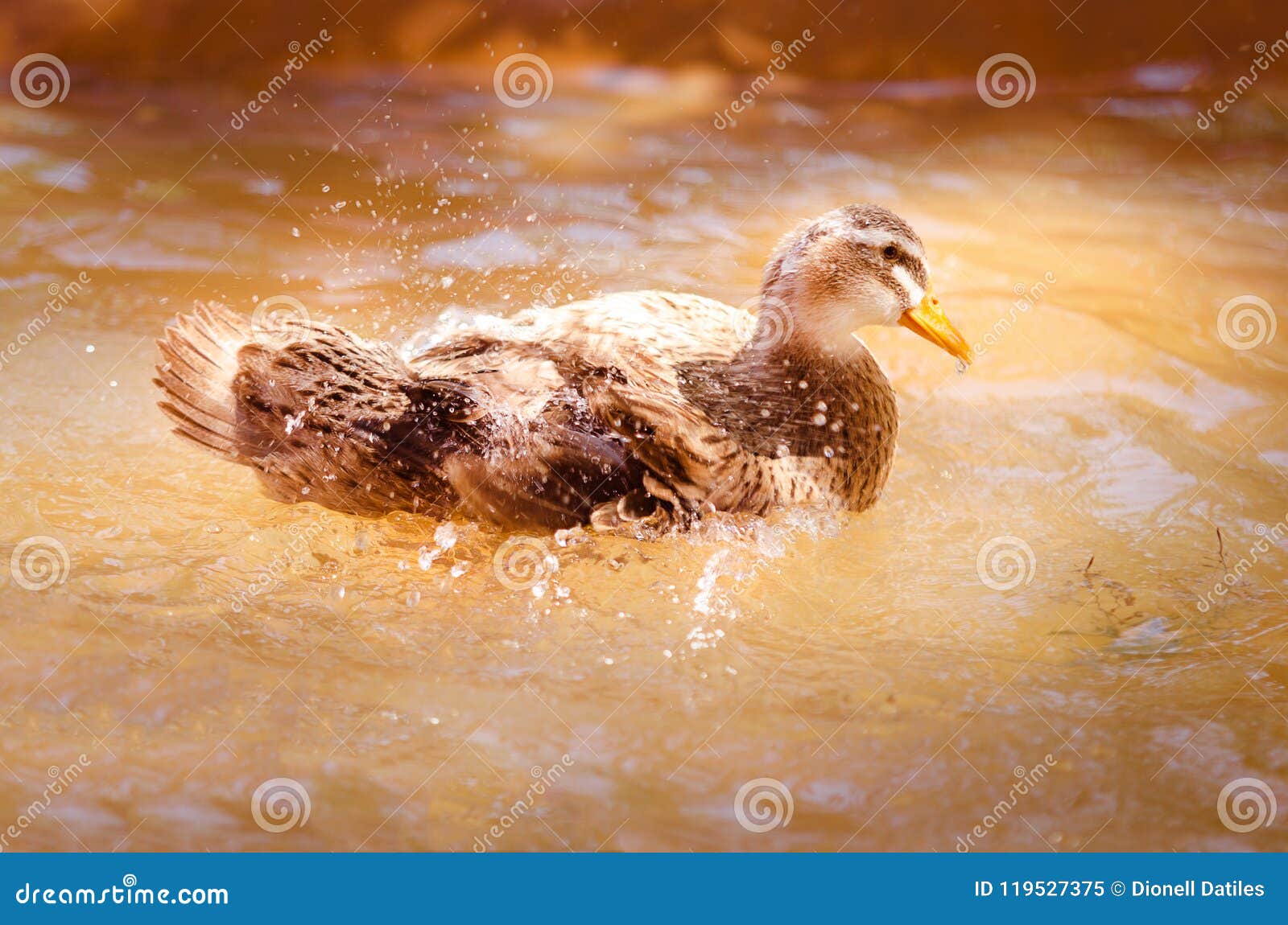 Duck bathing in the pond stock image. Image of beautiful - 119527375