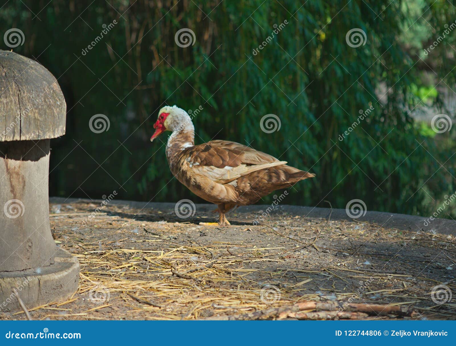 Duck Standing in Front of Trees Stock Photo - Image of nature, trees ...