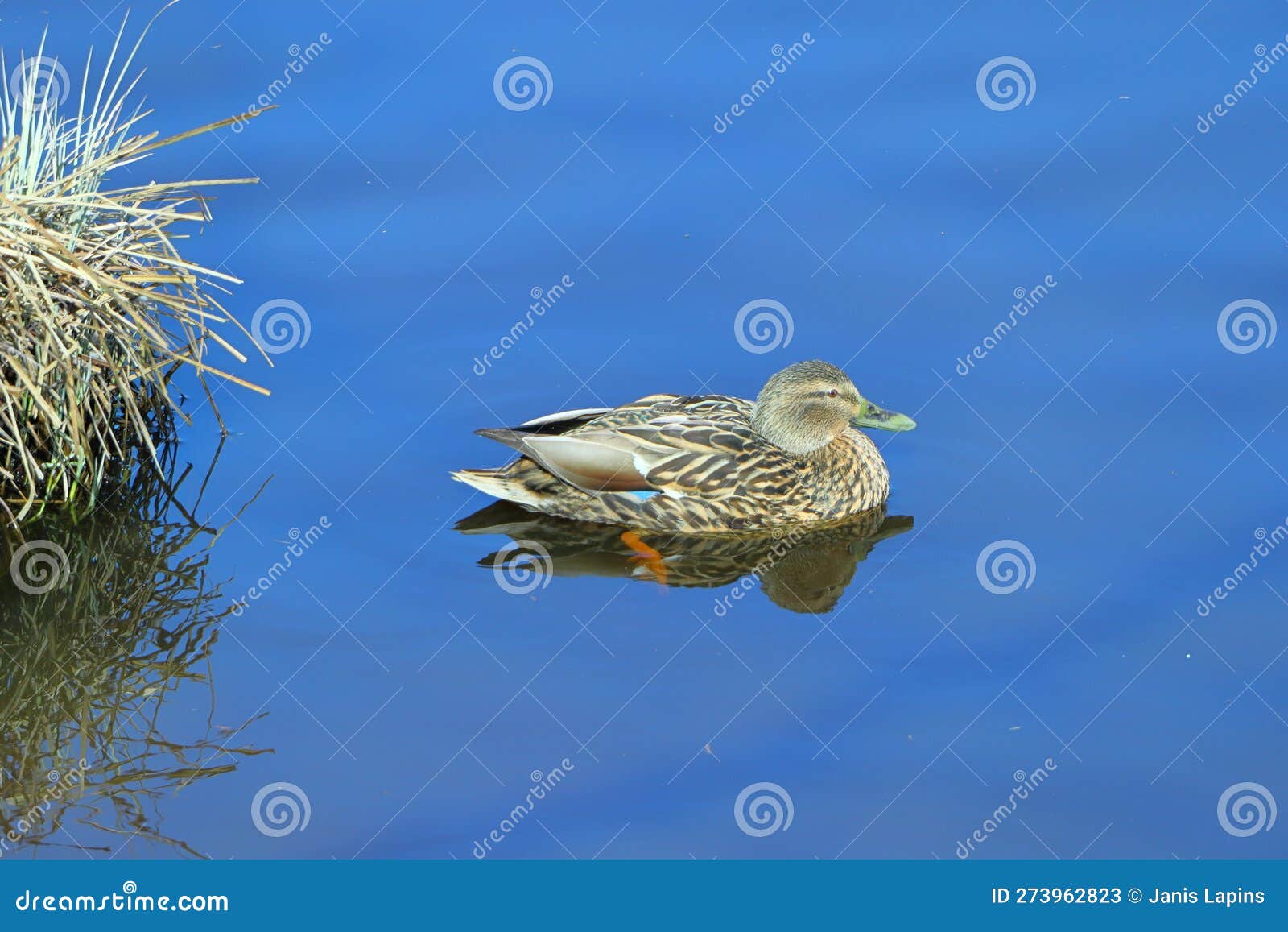 One Duck on the Water in the River. Stock Image - Image of waterbird ...