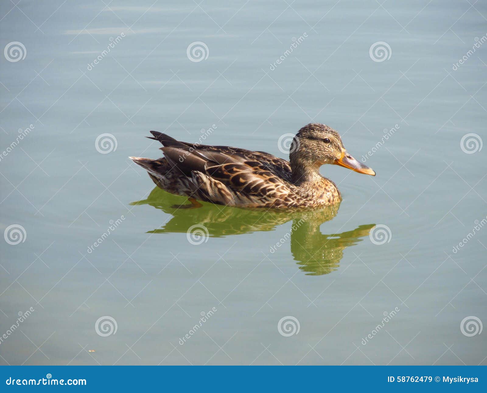 One duck stock image. Image of ecology, river, biology - 58762479