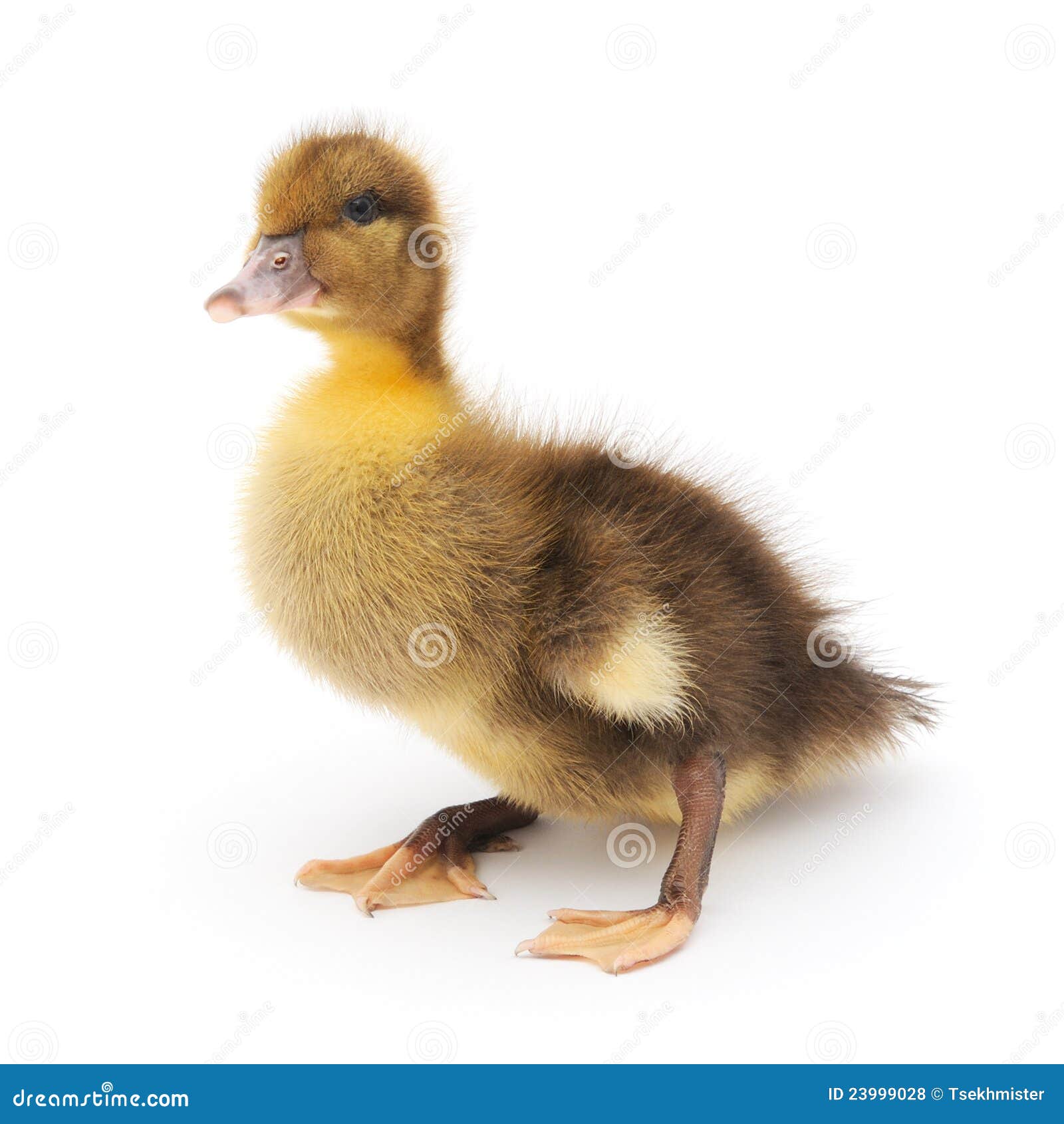One duckling stock photo. Image of chick, duck, single - 23999028