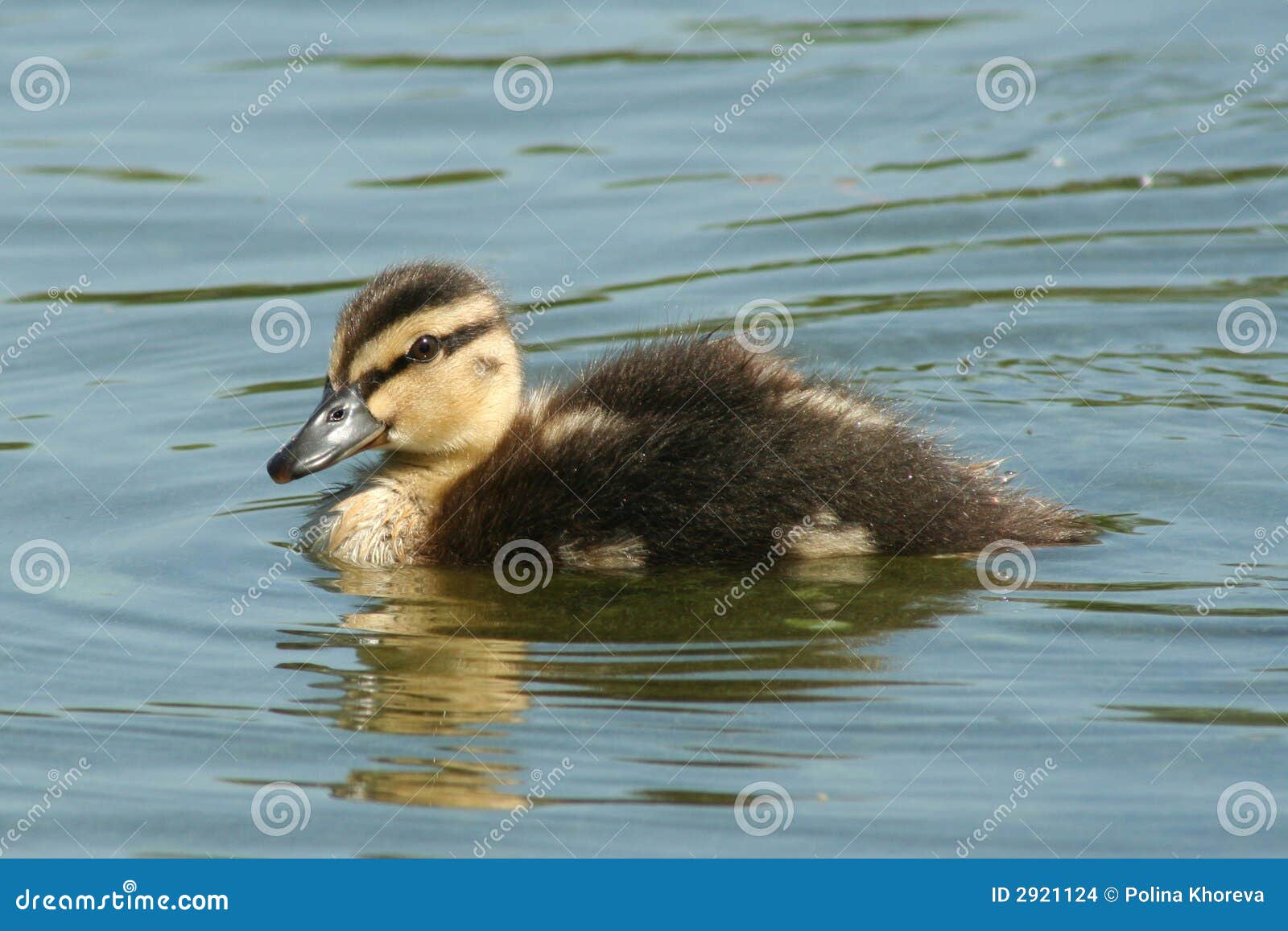 One duckling stock photo. Image of duckling, farm, water - 2921124