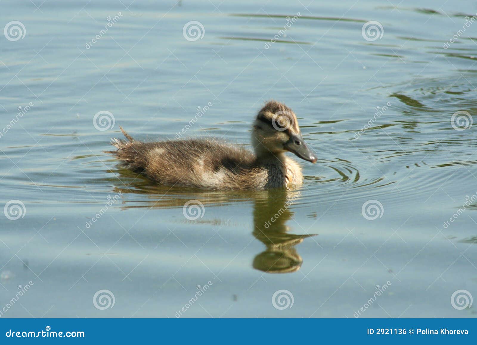 One duckling stock photo. Image of alone, yellow, lake - 2921136