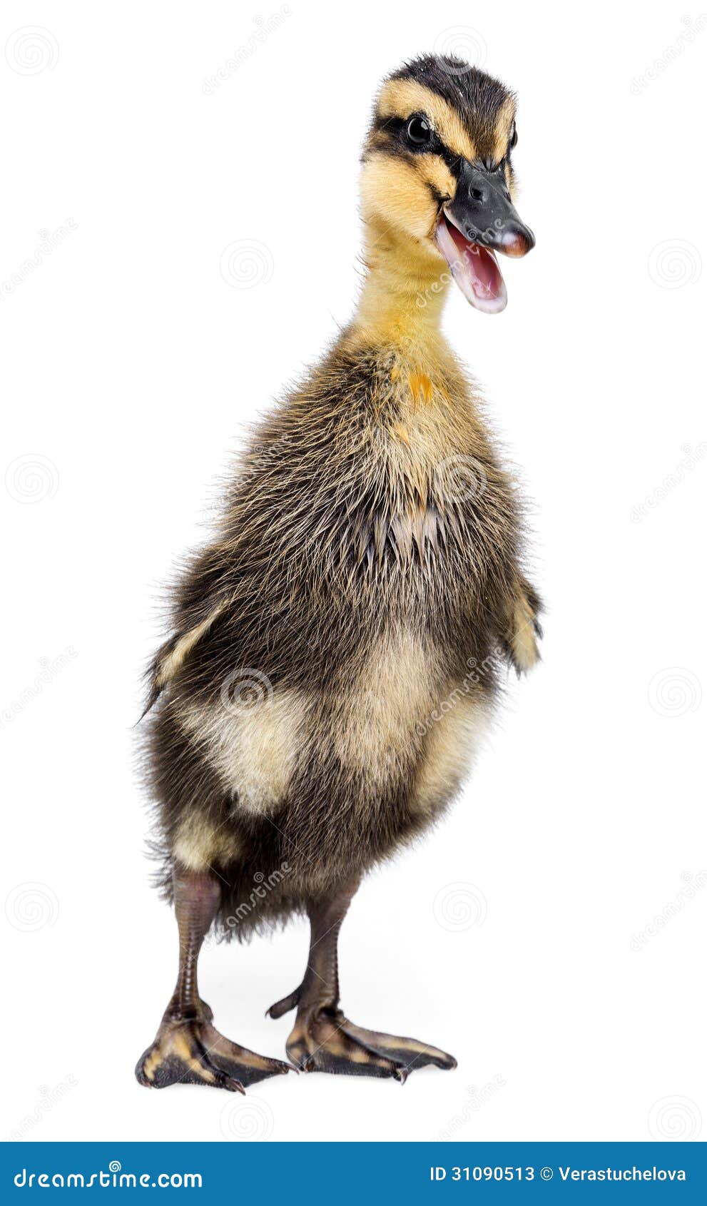 369 Indian Runner Baby Duckling Stock Photos - Free & Royalty-Free ...