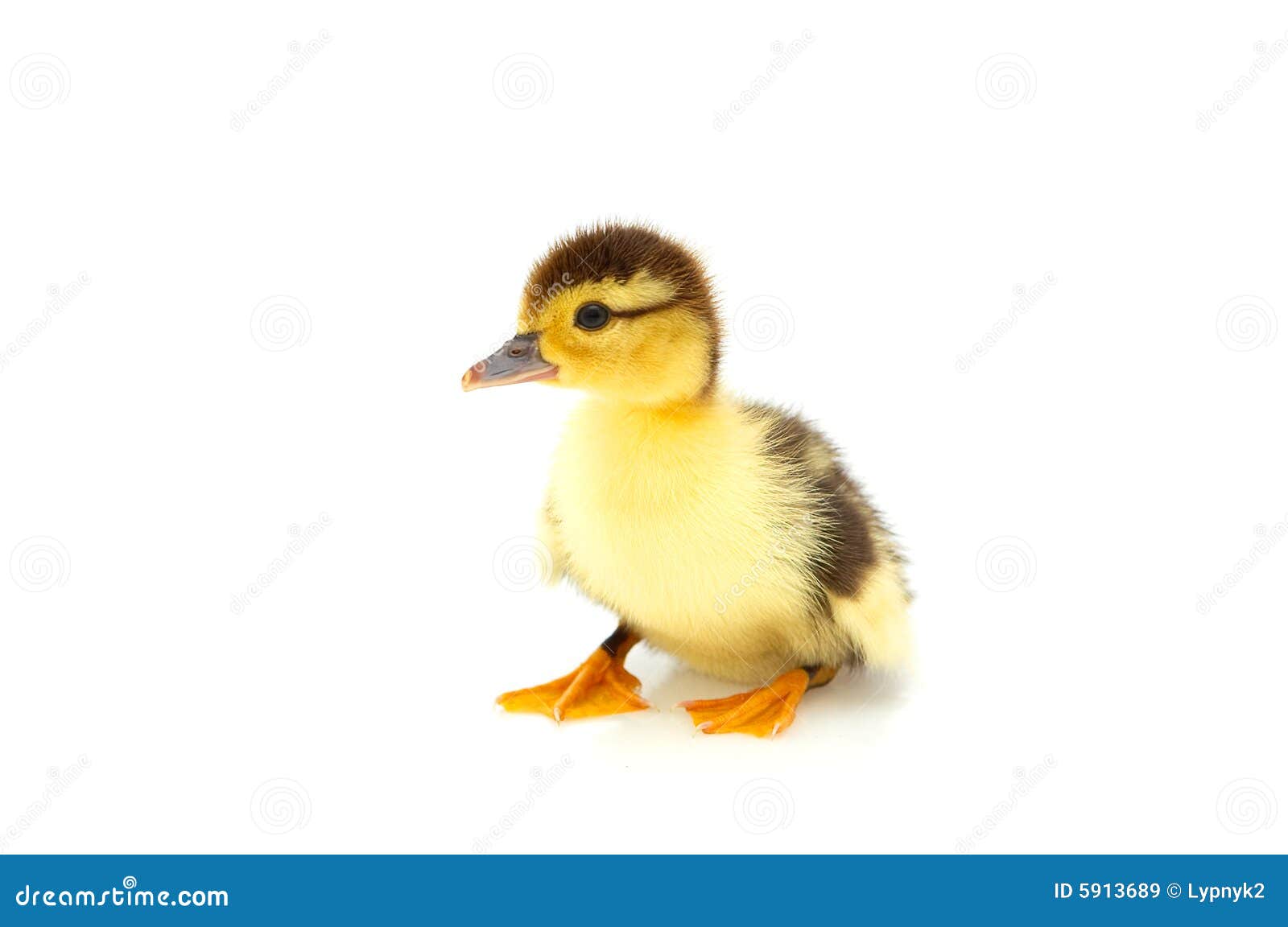 One Duckling Isolated on a Whiteground. Stock Image - Image of eggs ...