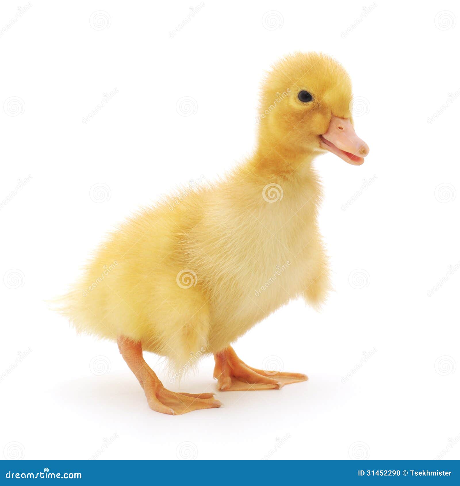 One duckling stock photo. Image of foot, fluffy, cute - 31452290