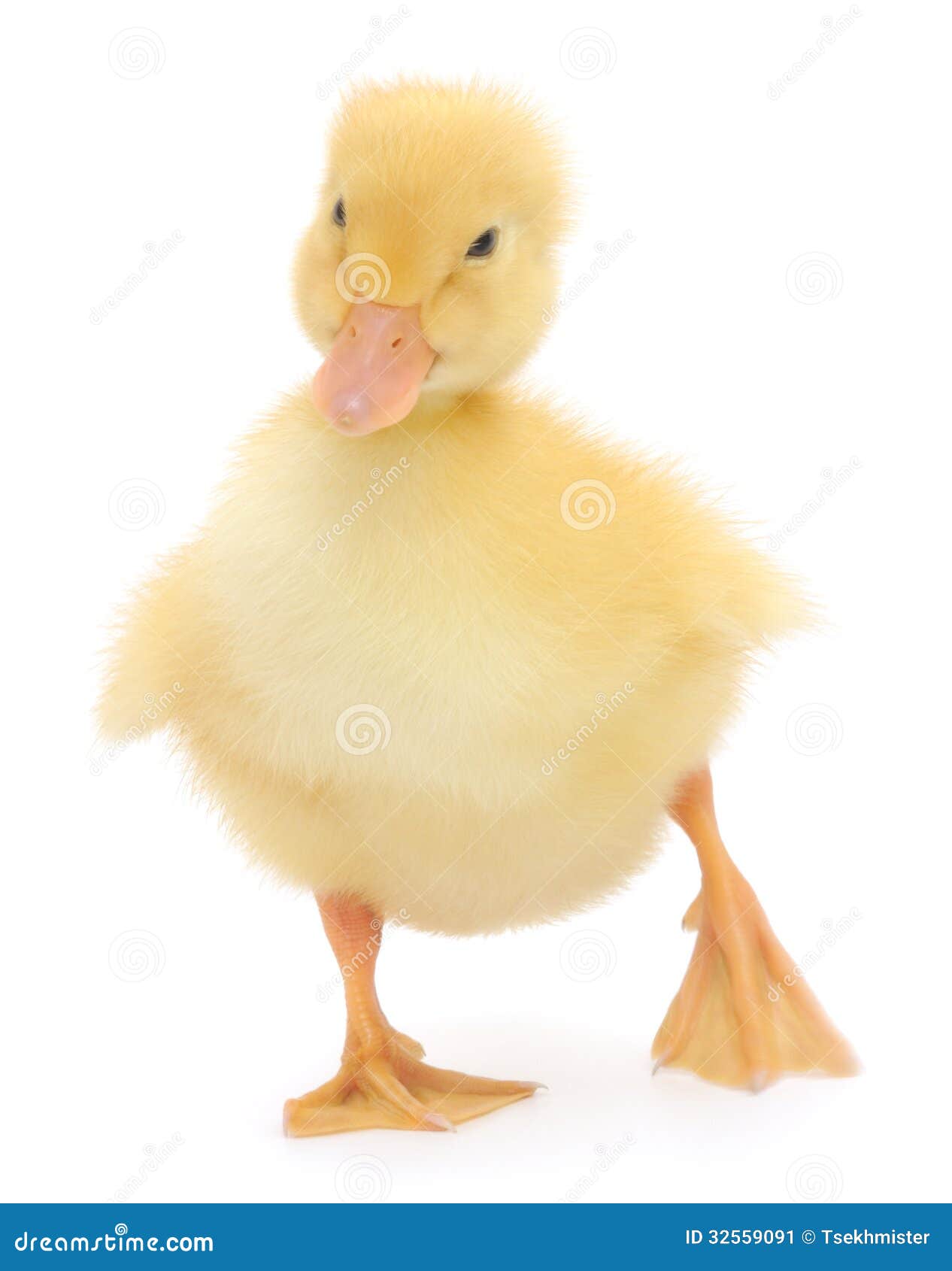 One duckling stock image. Image of poultry, beak, duckling - 32559091