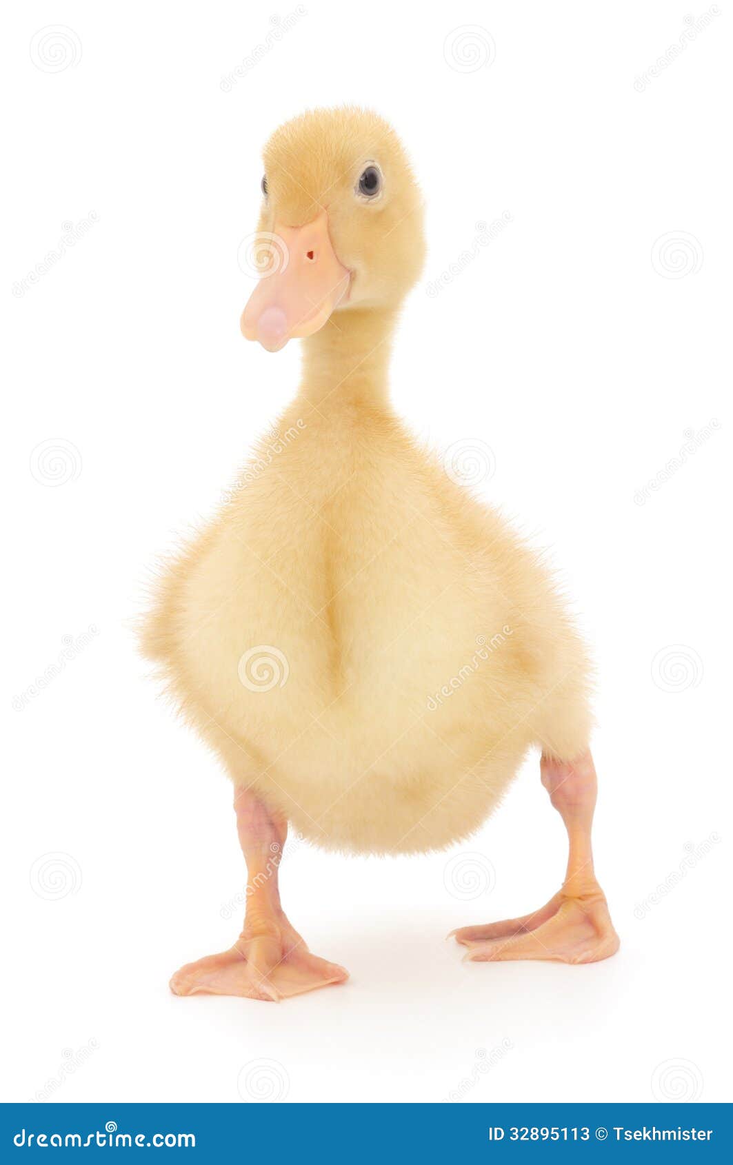 One duckling stock image. Image of animals, agriculture - 32895113