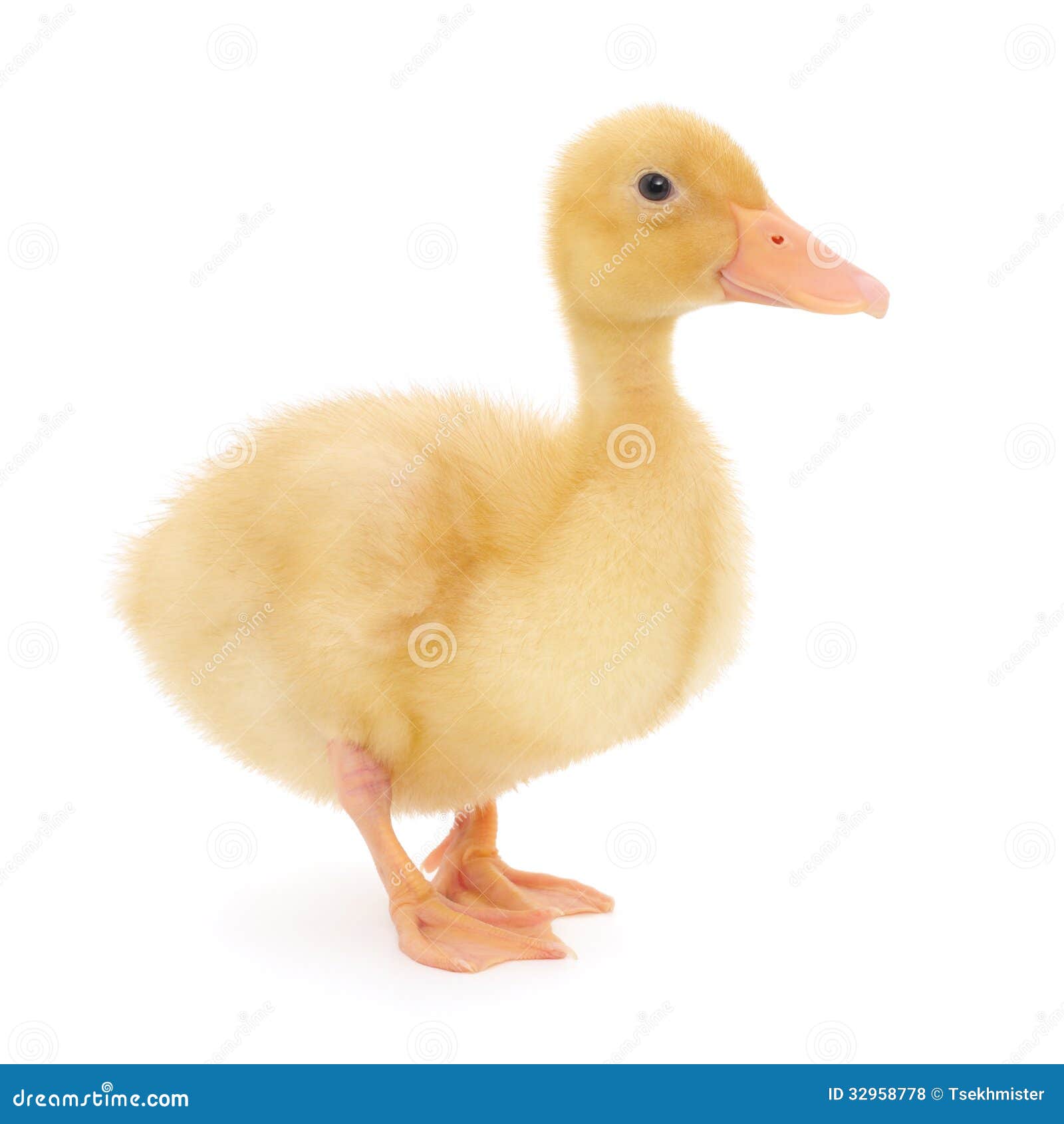 One duckling stock photo. Image of gold, webbed, duckling - 32958778