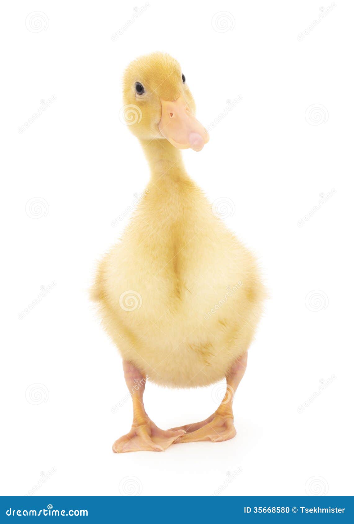 One duckling stock photo. Image of bird, duckies, duckling - 35668580