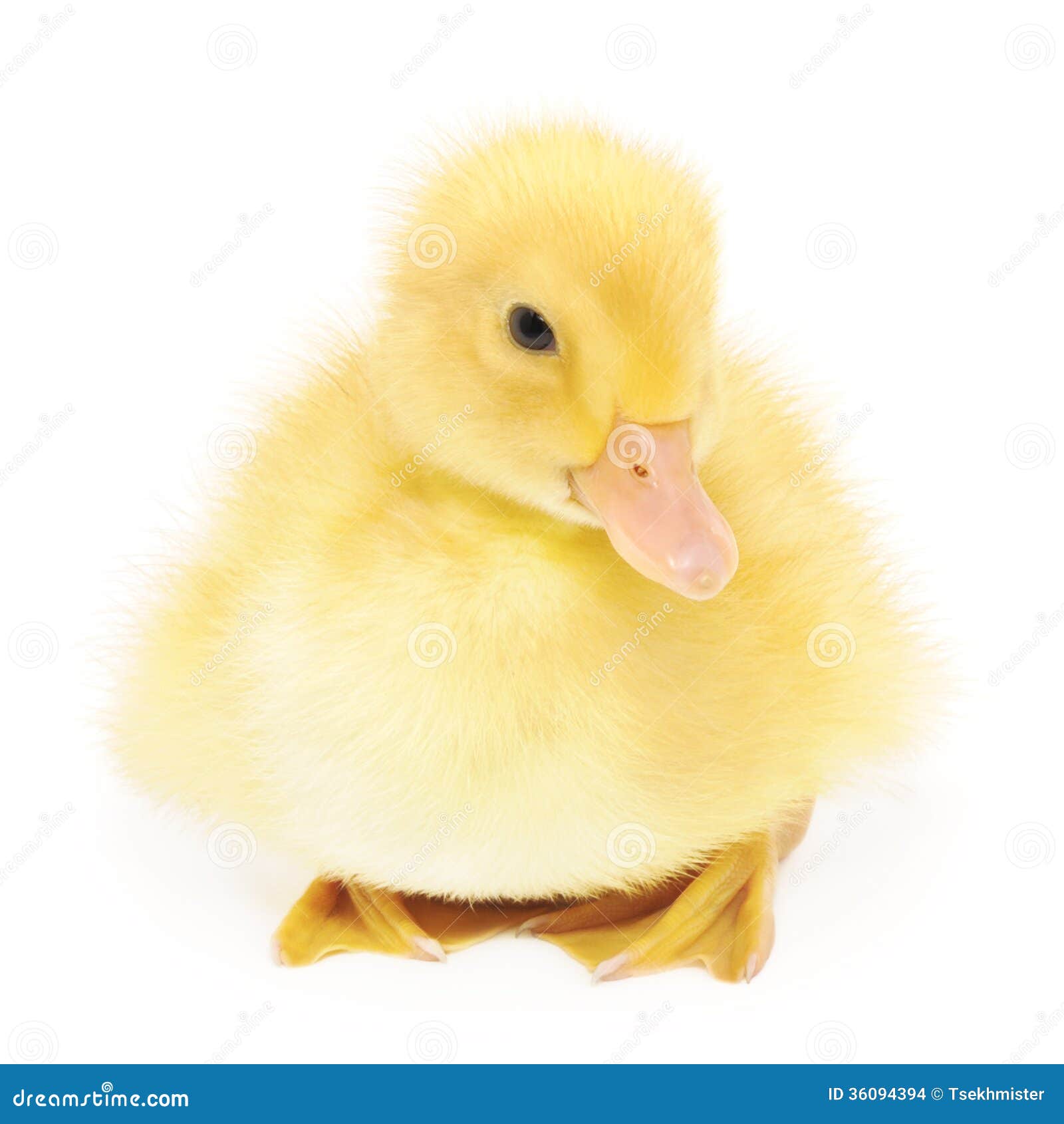 One duckling stock photo. Image of yellow, webbed, white - 36094394