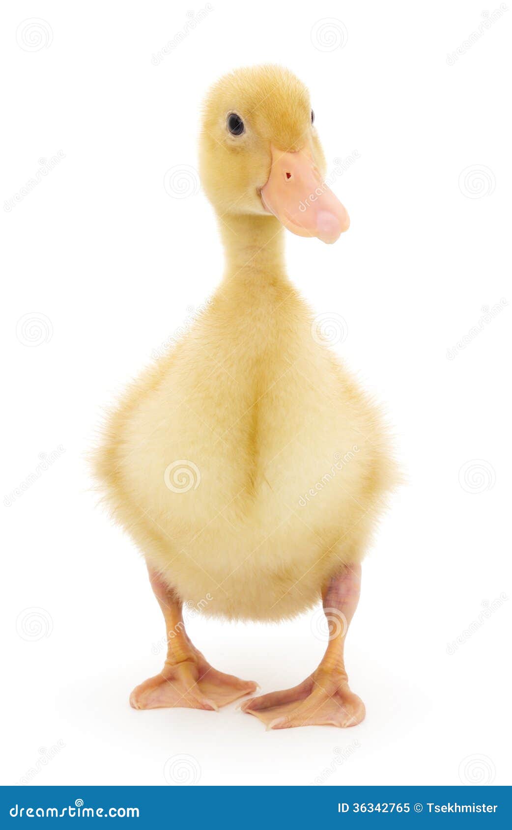 One duckling stock image. Image of chick, white, wing - 36342765