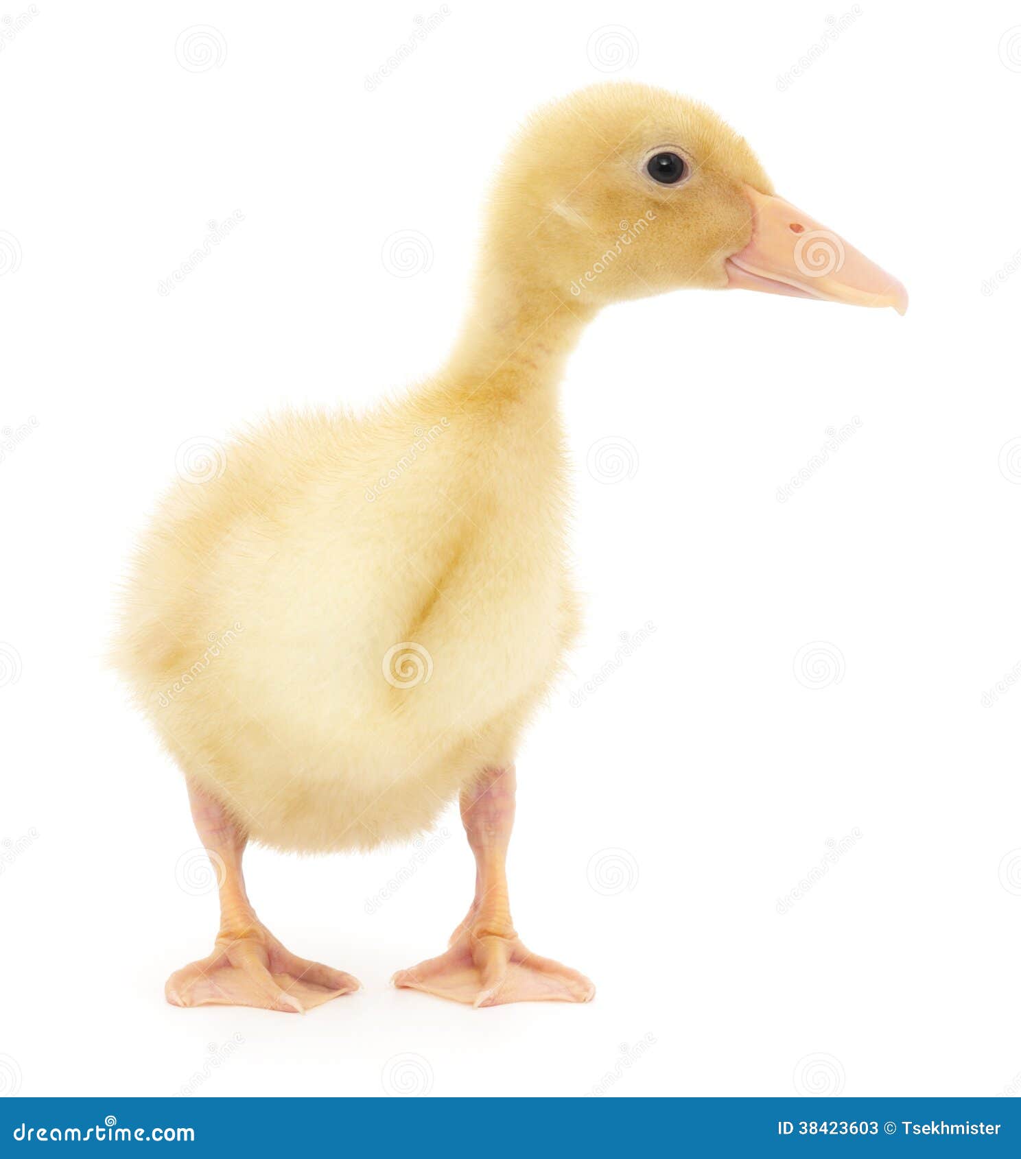One duckling stock image. Image of fluffy, pets, cute - 38423603