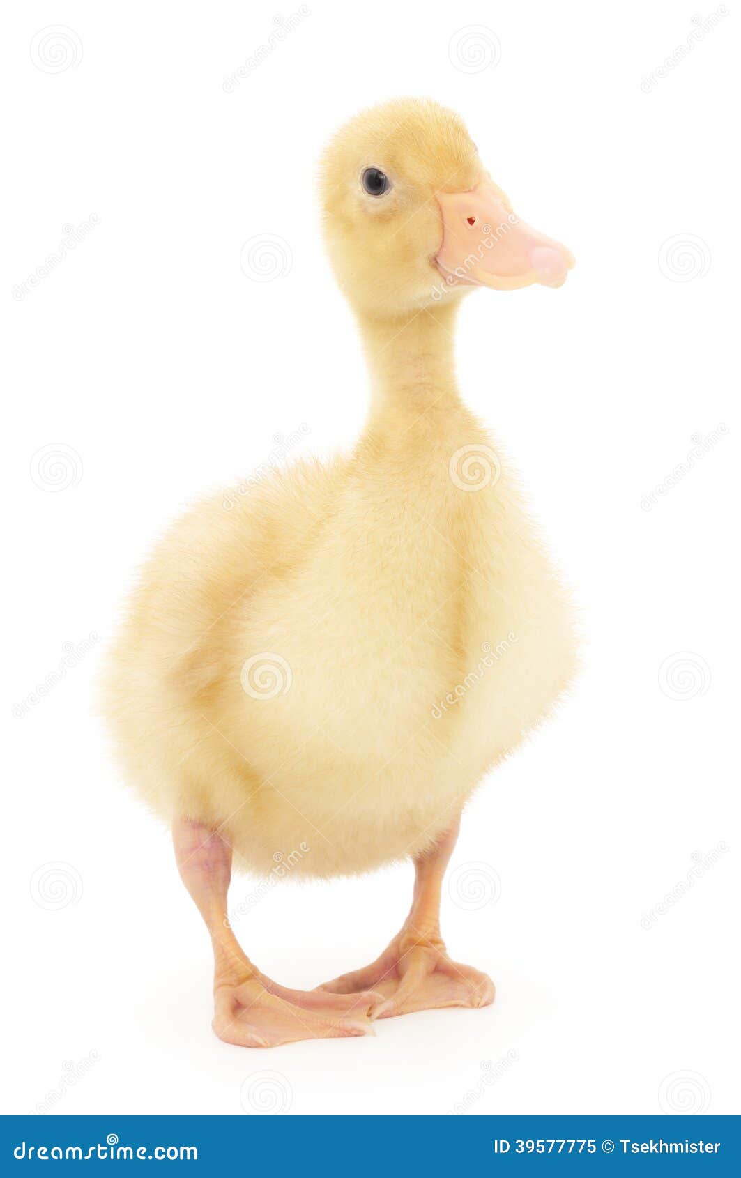 One duckling stock image. Image of wing, single, child - 39577775