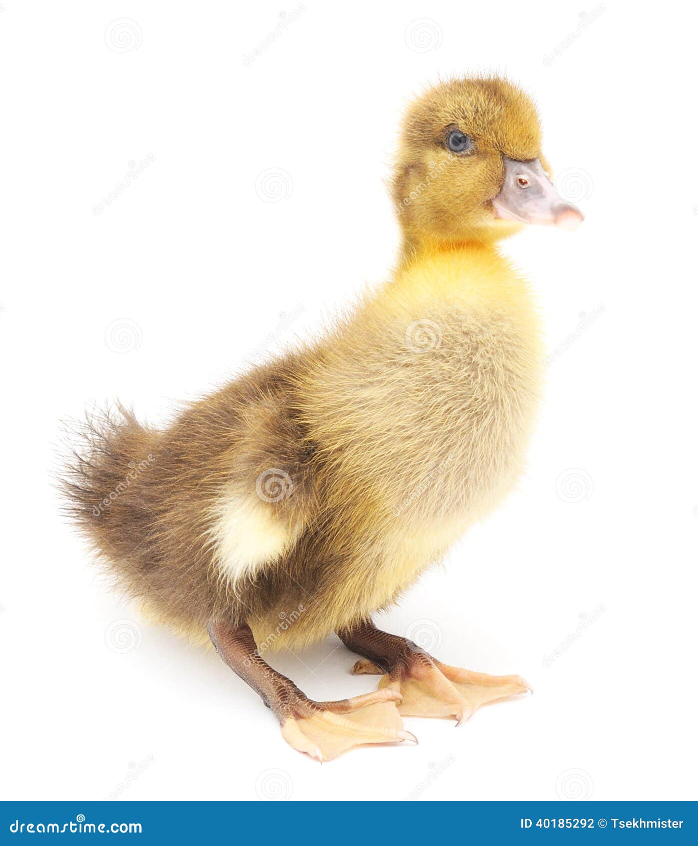 One duckling stock photo. Image of agriculture, gold - 40185292
