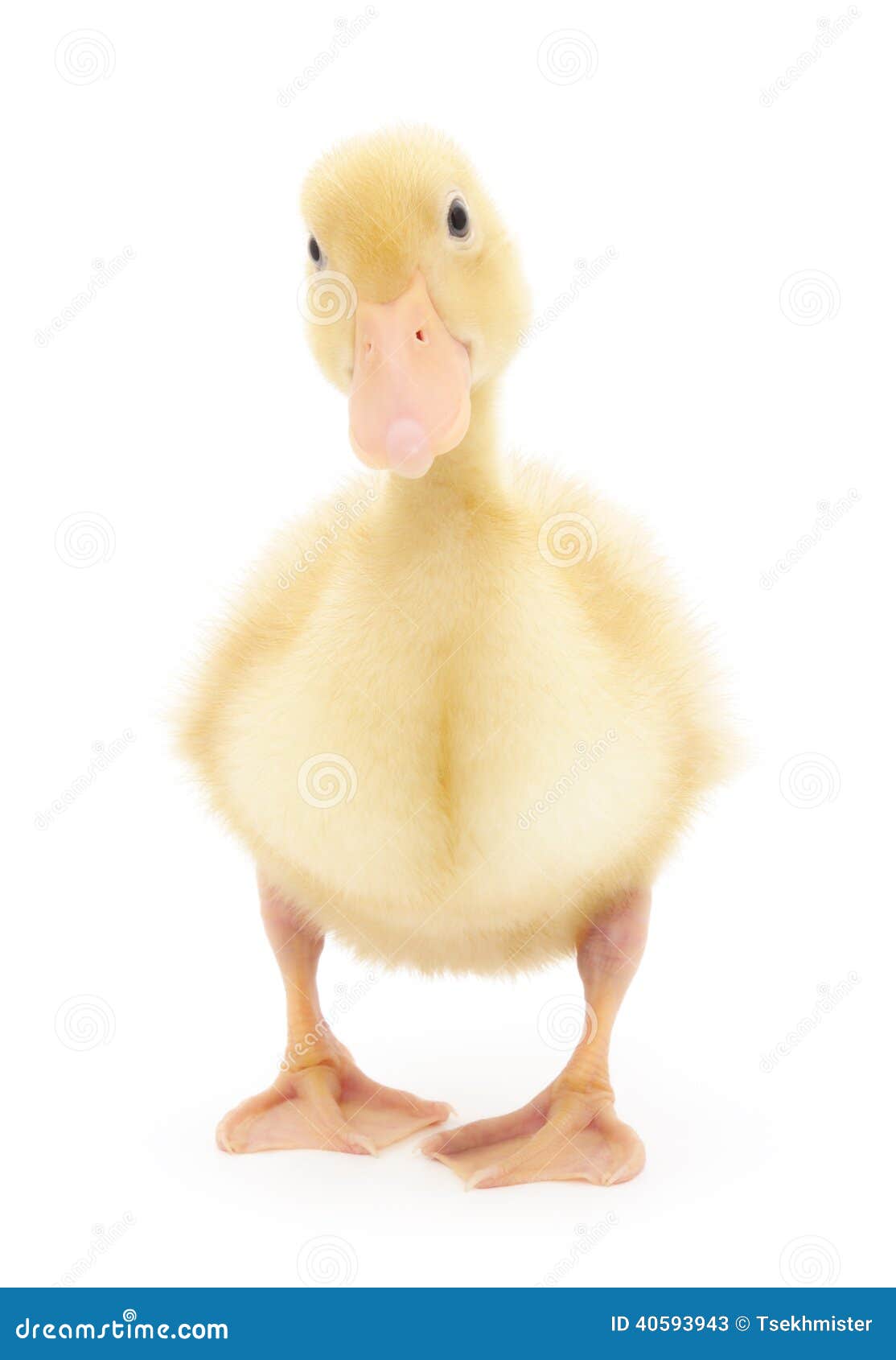 One duckling stock image. Image of child, yellow, duck - 40593943