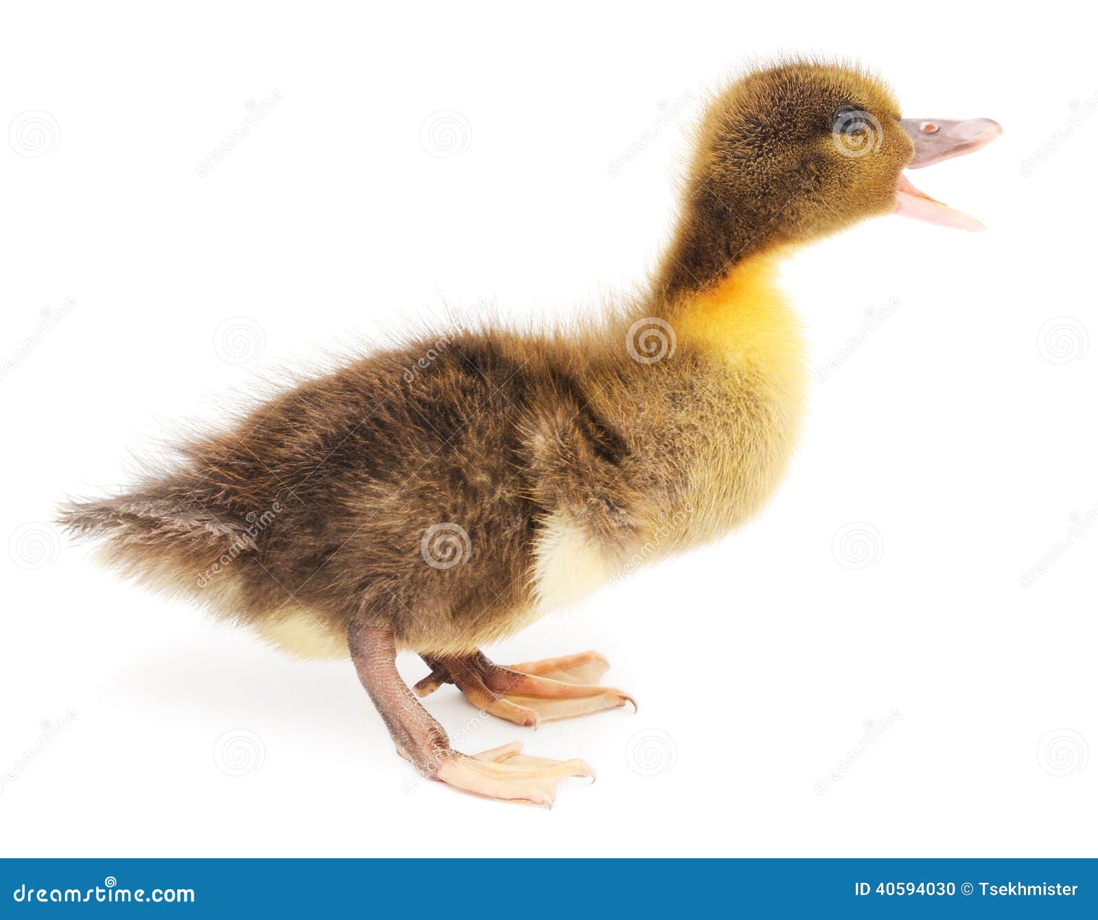 One duckling stock photo. Image of fluffy, poultry, babies - 40594030