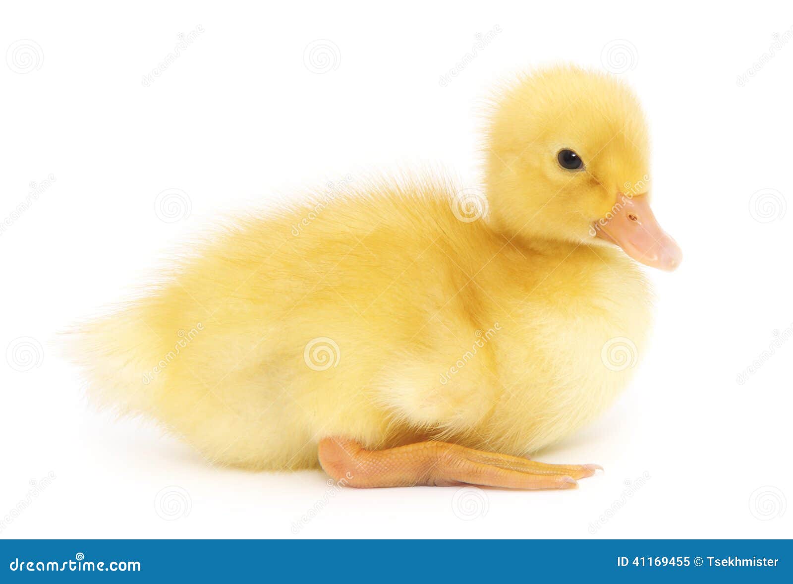 One duckling stock image. Image of animals, beak, duckling - 41169455