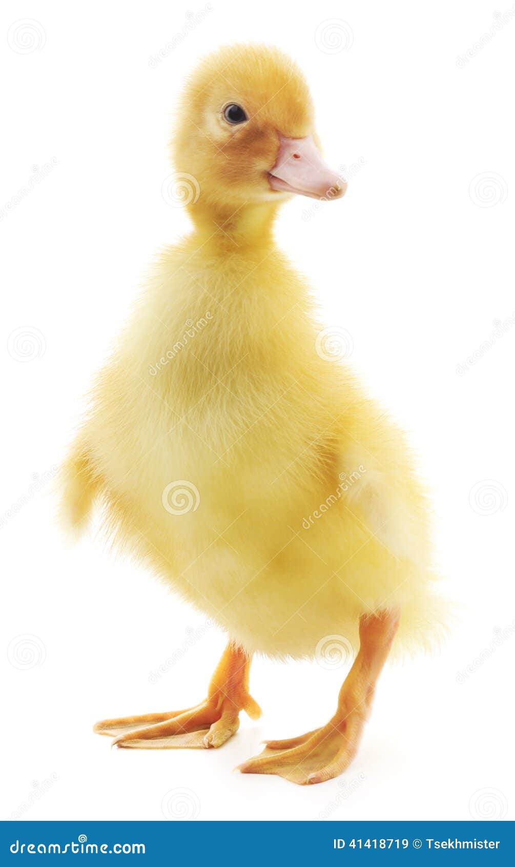 One duckling stock image. Image of wing, babies, white - 41418719