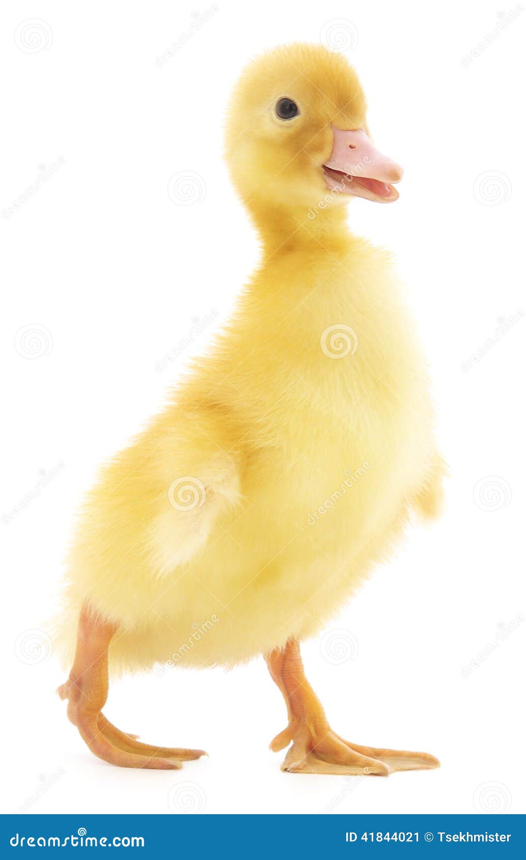 One duckling stock image. Image of animals, gold, agriculture - 41844021