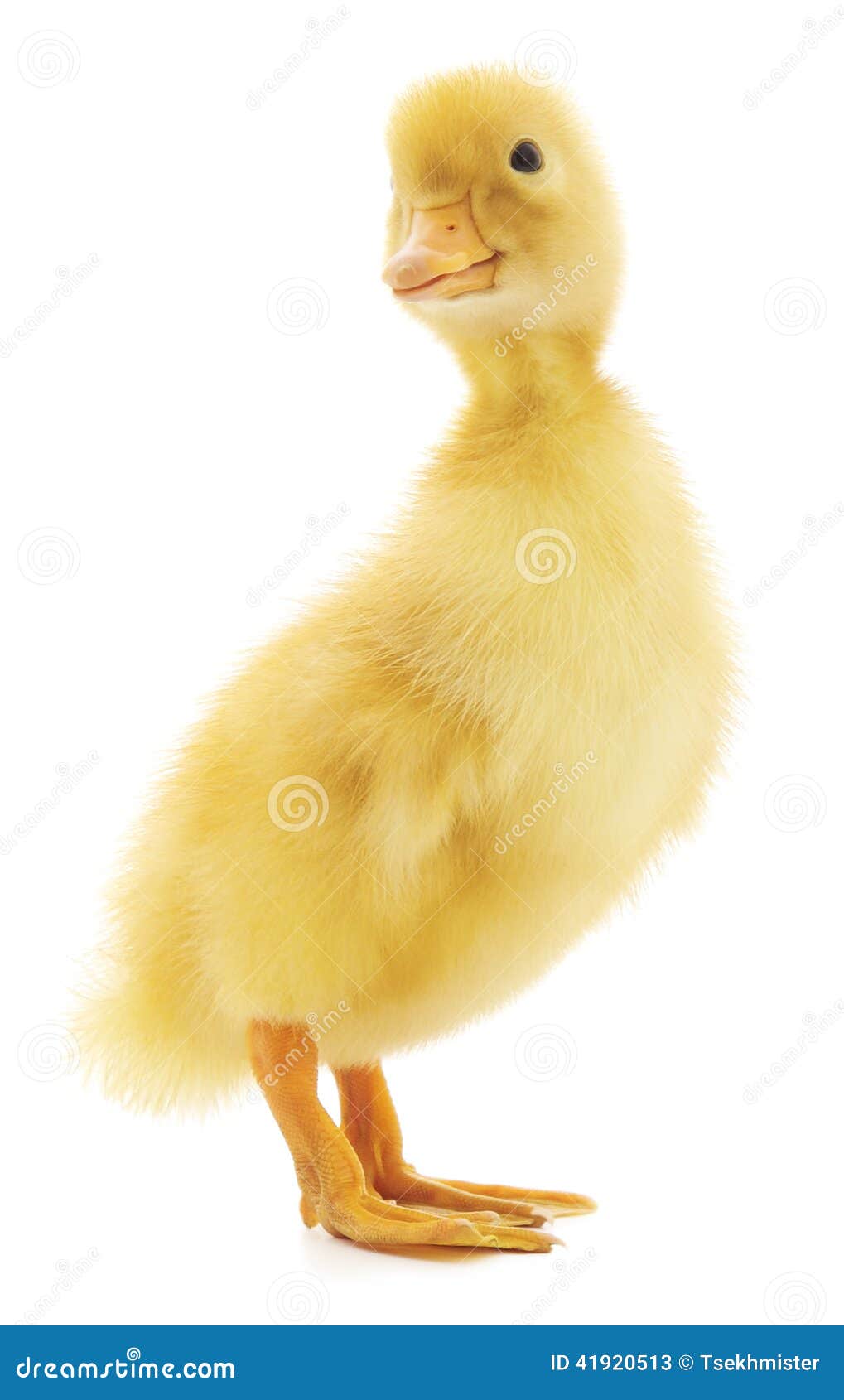 One duckling stock image. Image of poultry, feathers - 41920513
