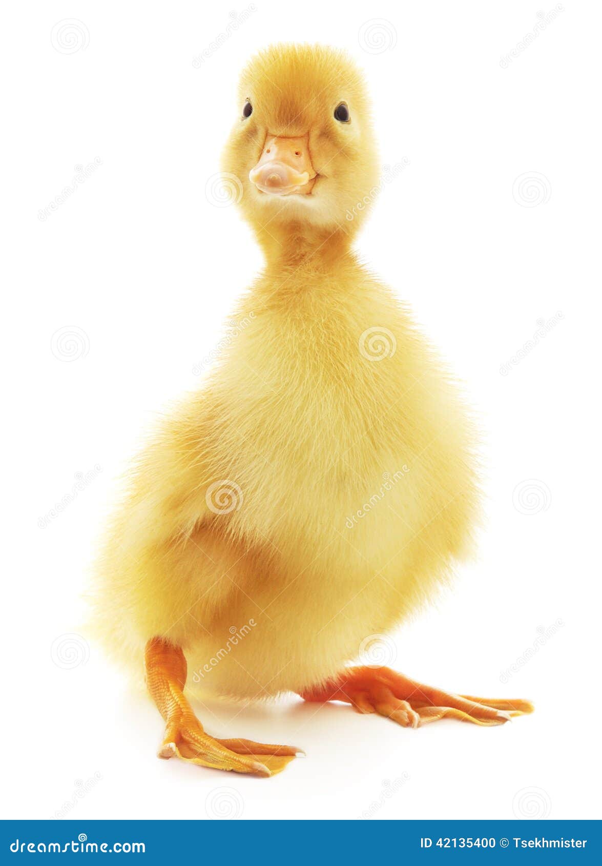 One duckling stock photo. Image of small, duckies, gold - 42135400
