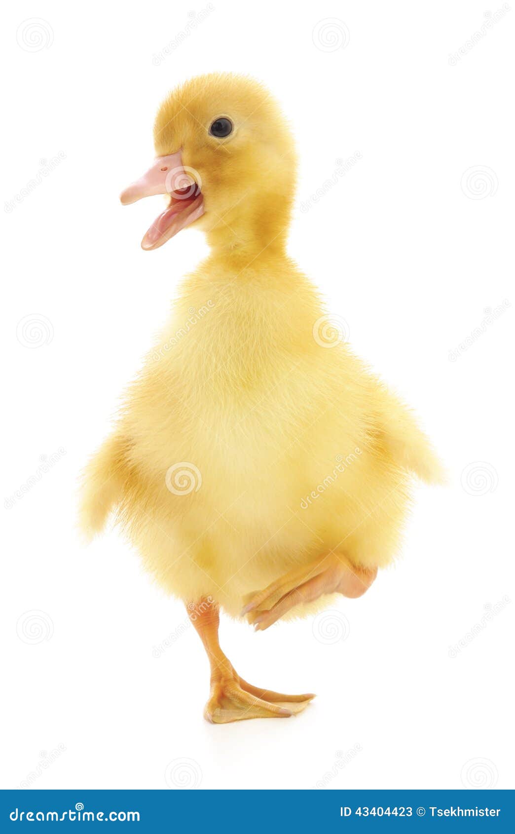 One duckling stock image. Image of small, white, duckies - 43404423