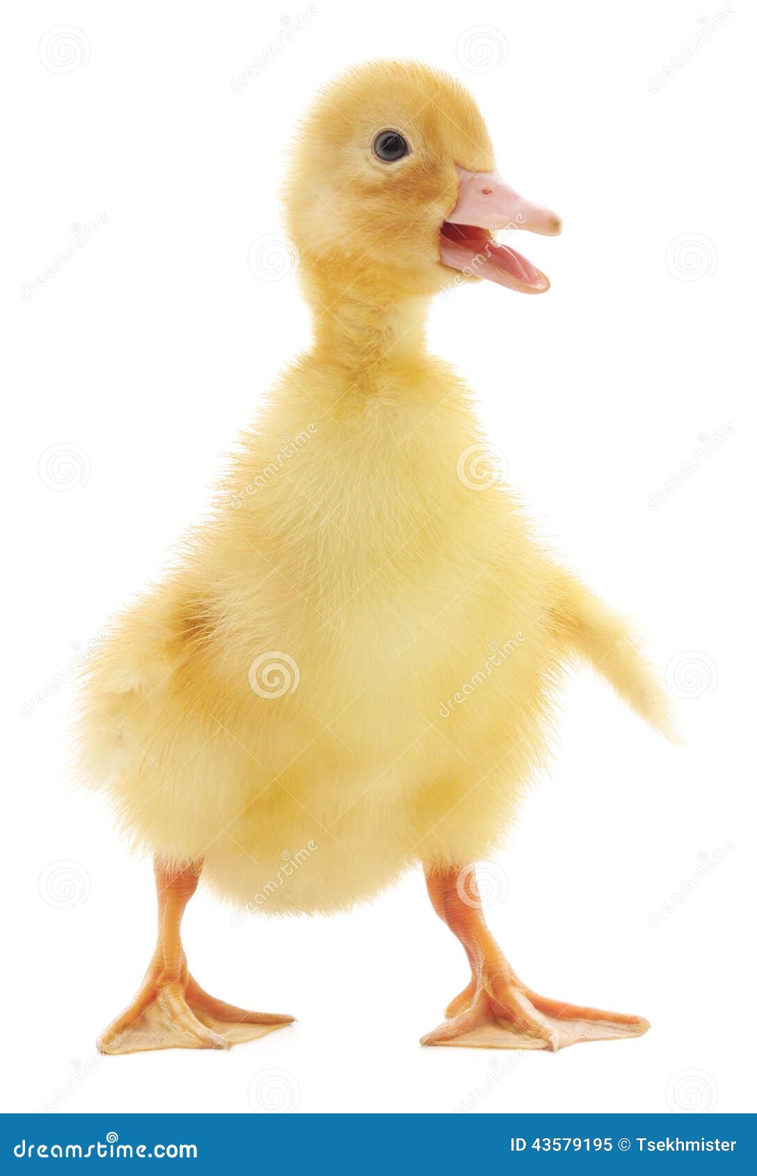 One duckling stock image. Image of farm, beak, agriculture - 43579195