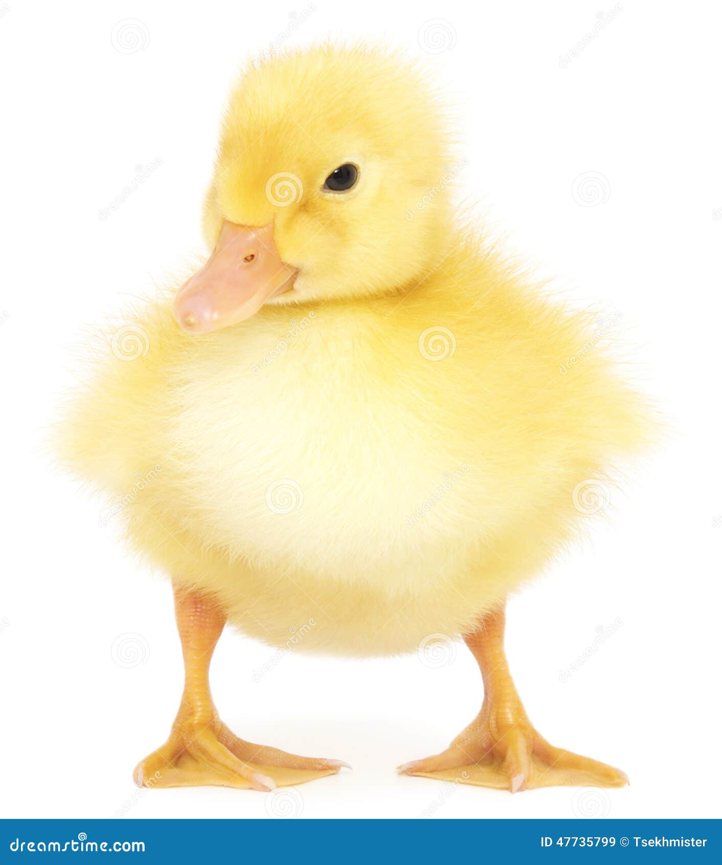 One duckling stock image. Image of pets, duckies, webbed - 47735799