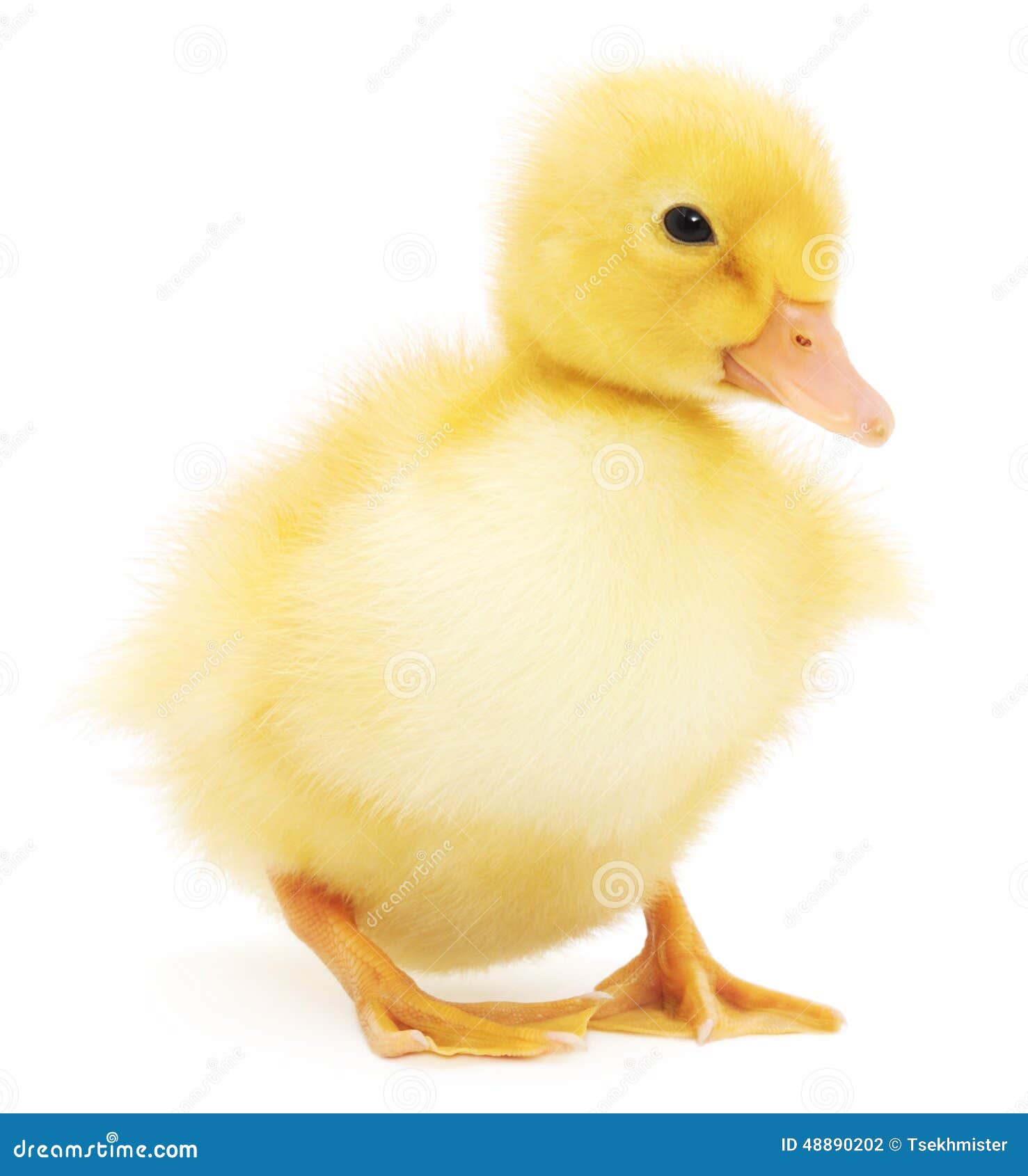 One duckling stock photo. Image of young, farm, pets - 48890202