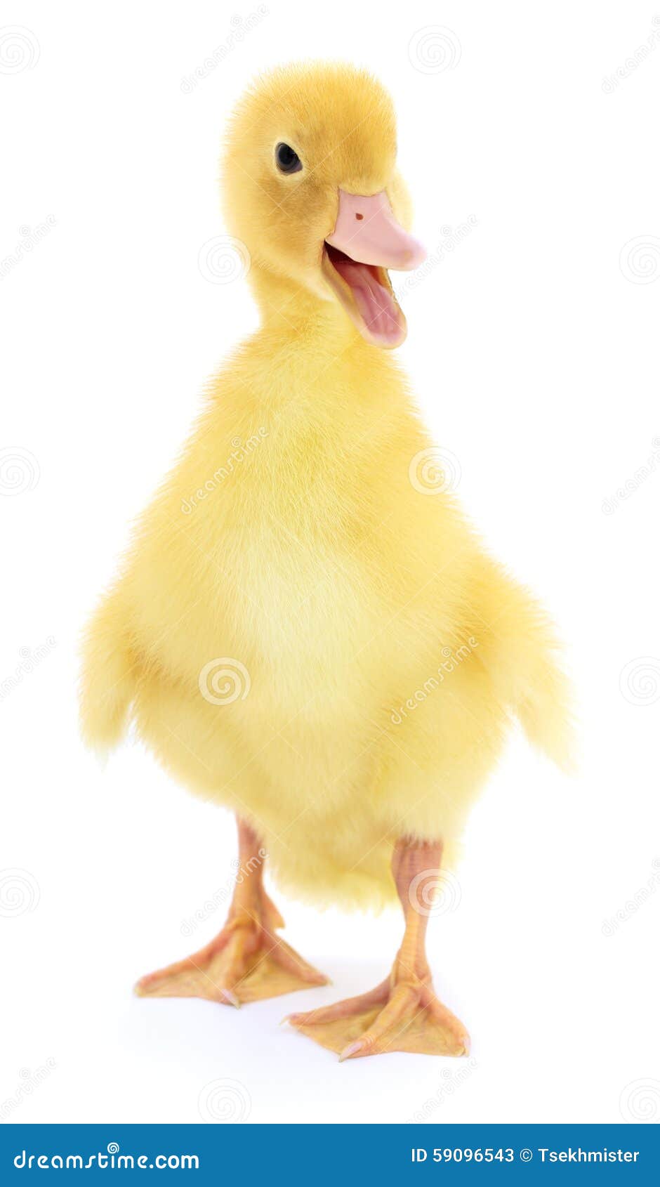 One duckling stock image. Image of innocence, duck, single - 59096543