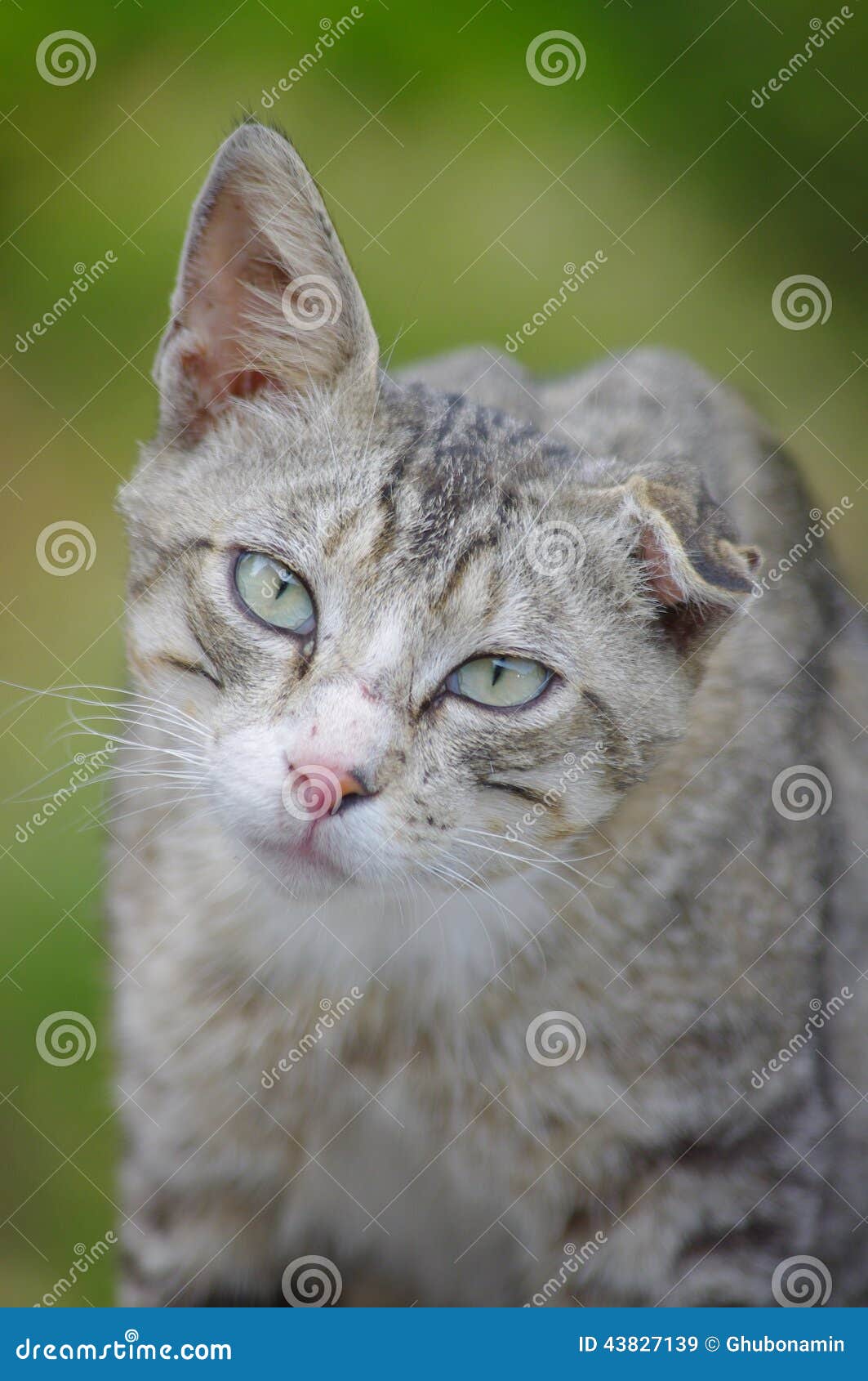 One ear cat portrait stock image. Image of domestic, portrait - 43827139