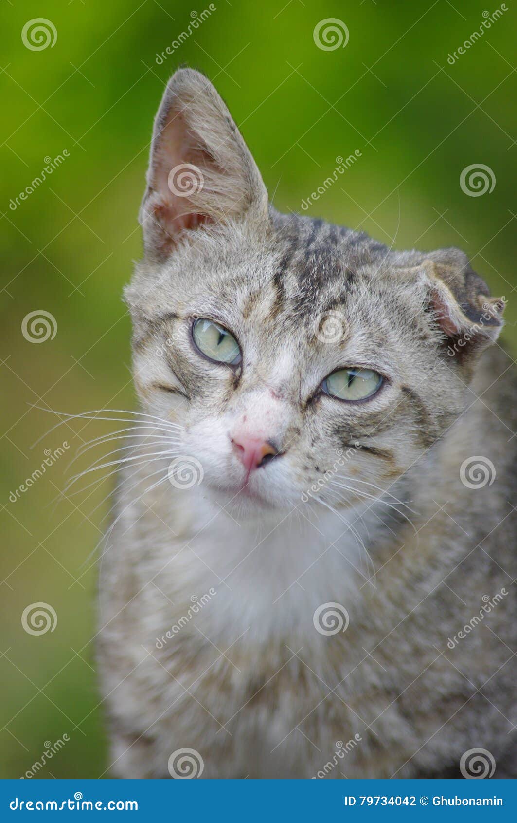 One ear cat portrait stock photo. Image of mammal, resting - 79734042