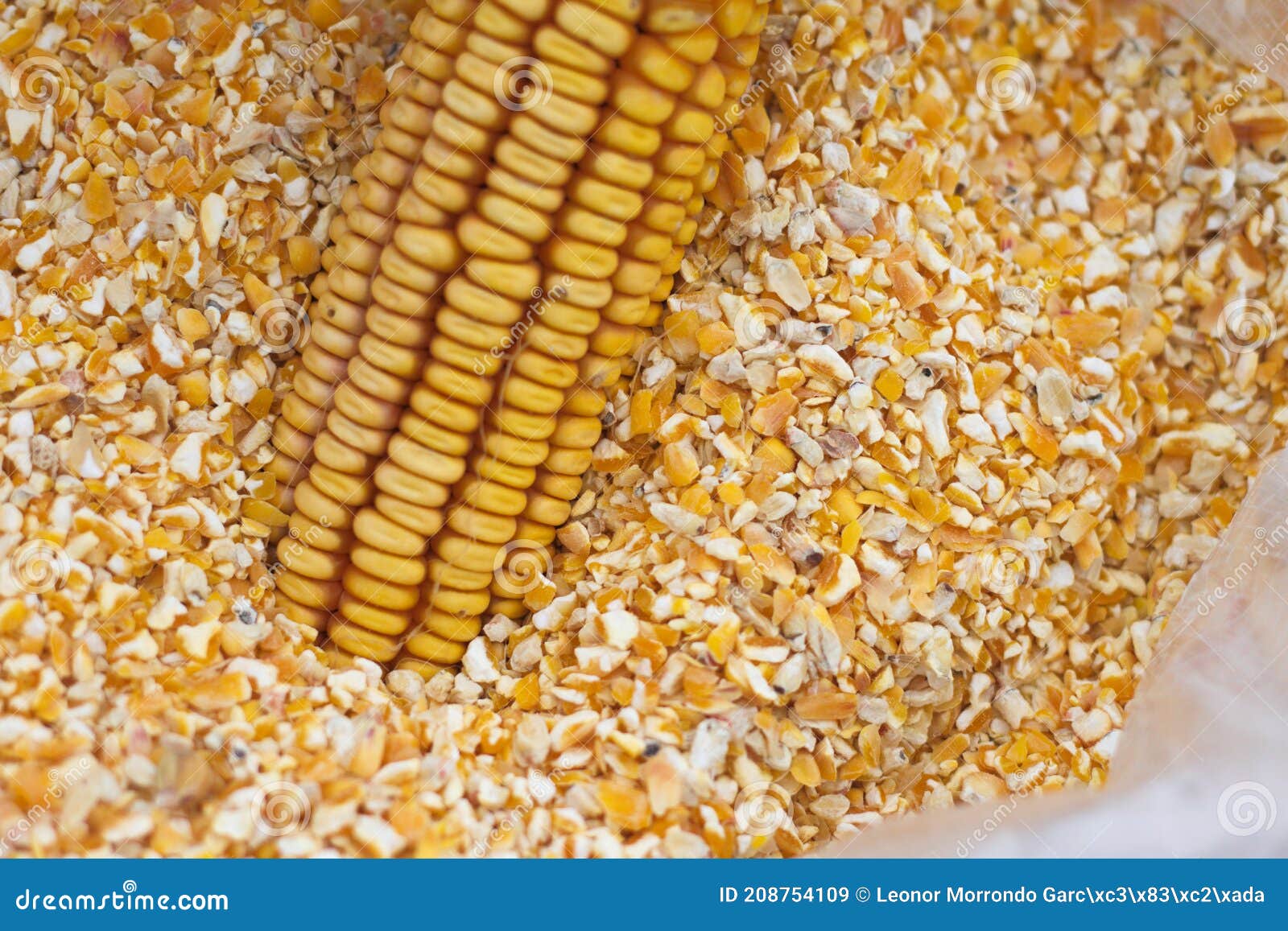 One-ear Corn on Chopped, Ripe Kernels Stock Image - Image of yellow ...
