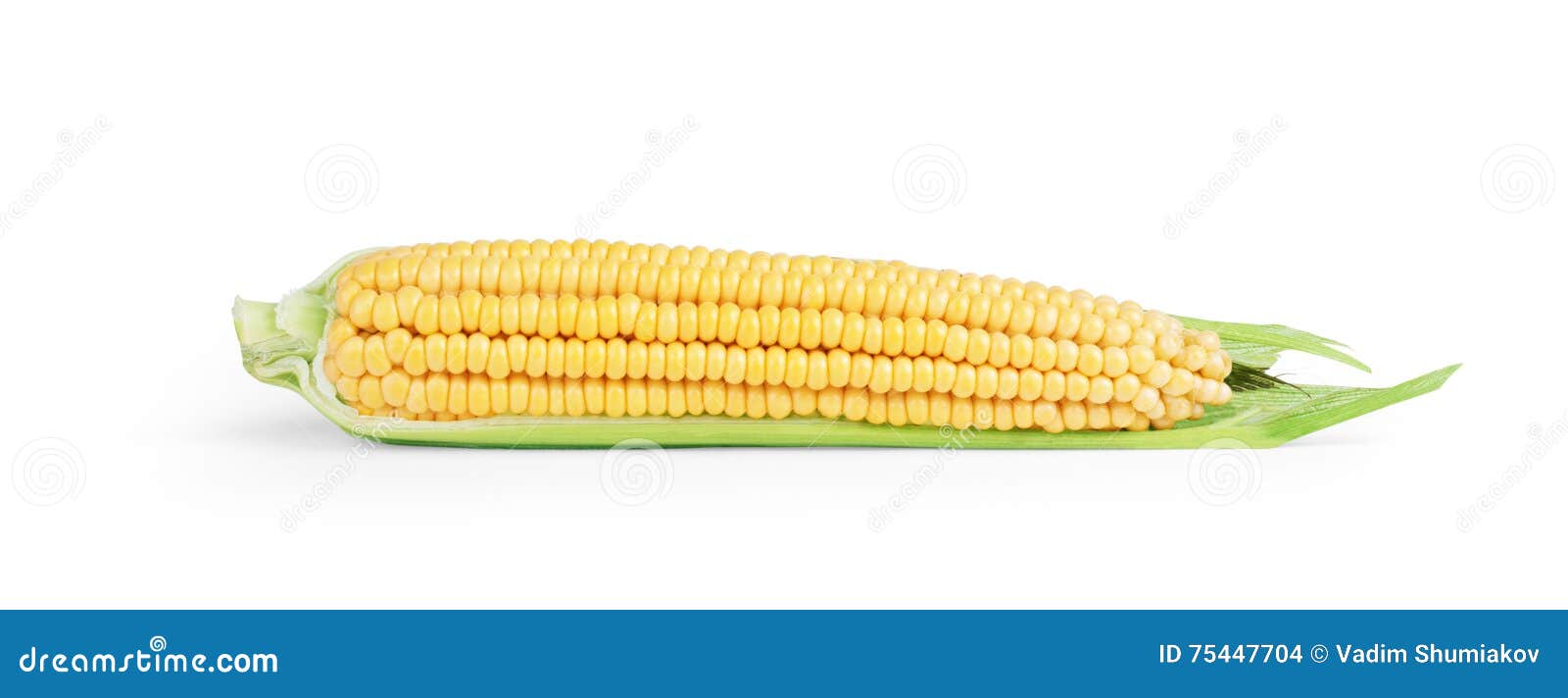 One on Ear of Corn Isolated on a White Background Stock Photo - Image ...