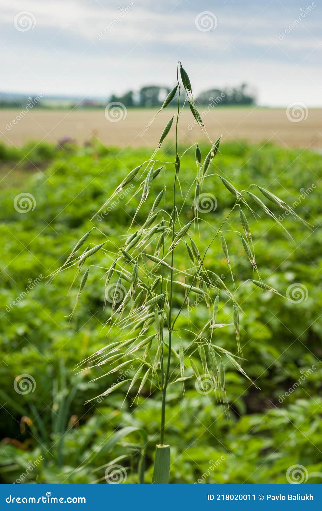 Oats of Green Color, Whose Grains Shine through the Sunlight, Close Up ...
