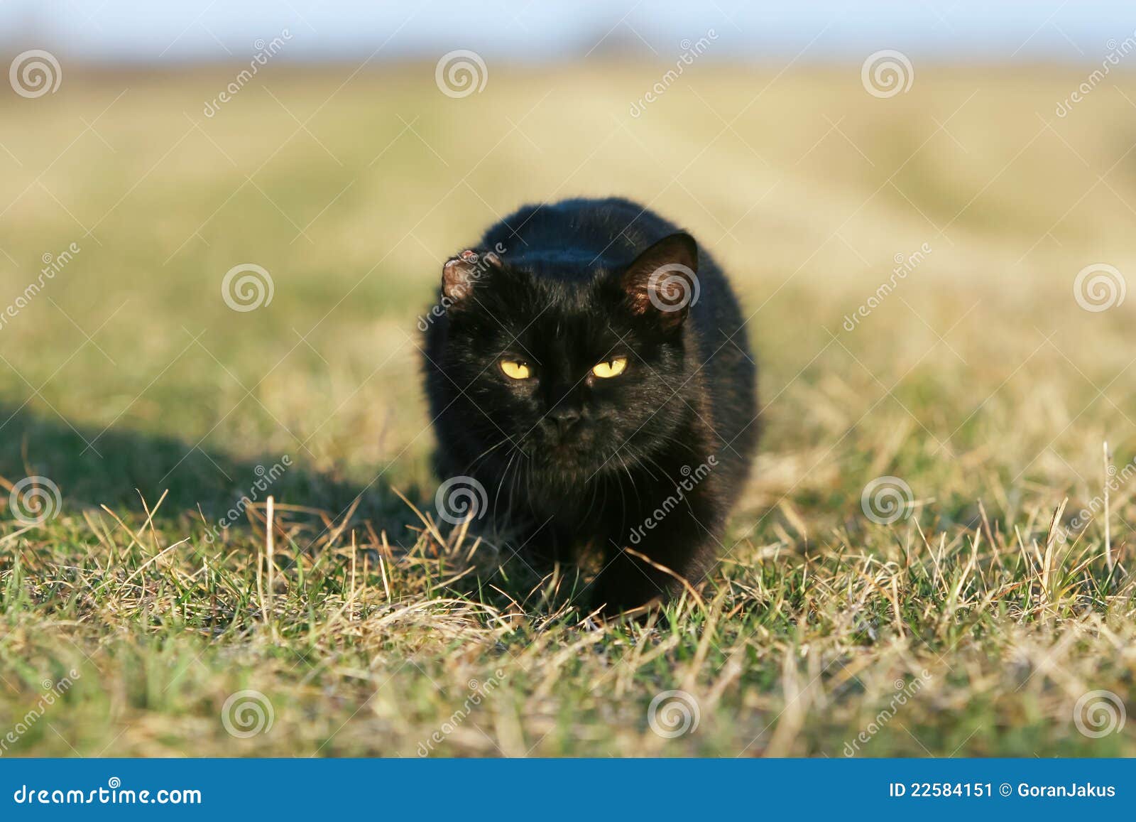 One-eared black cat stock image. Image of power, domesticated - 22584151